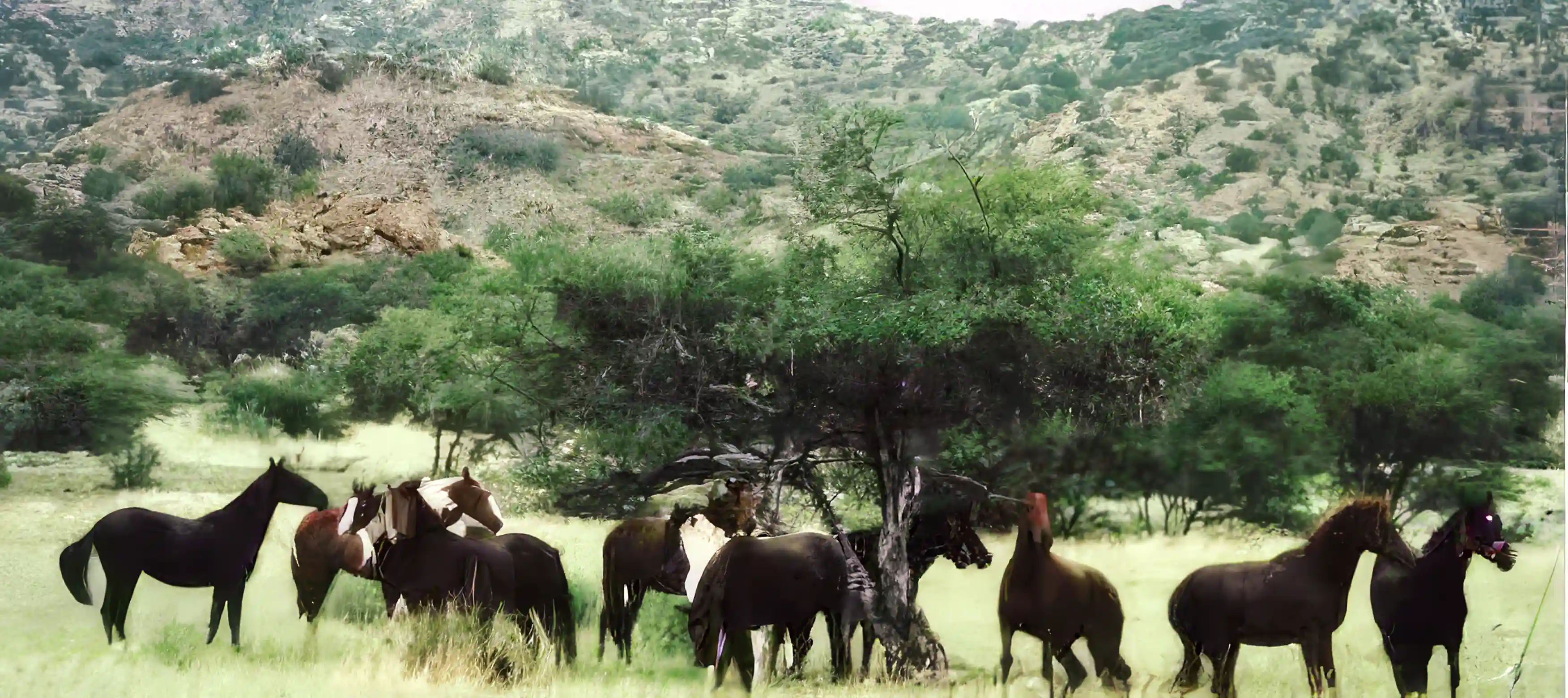 Farm/Ranch for Sale in Namibia