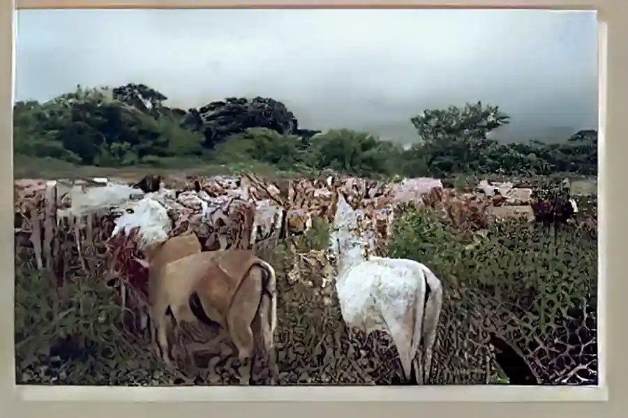 Farm/Ranch for Sale in Rivas, Nicaragua - Viviun