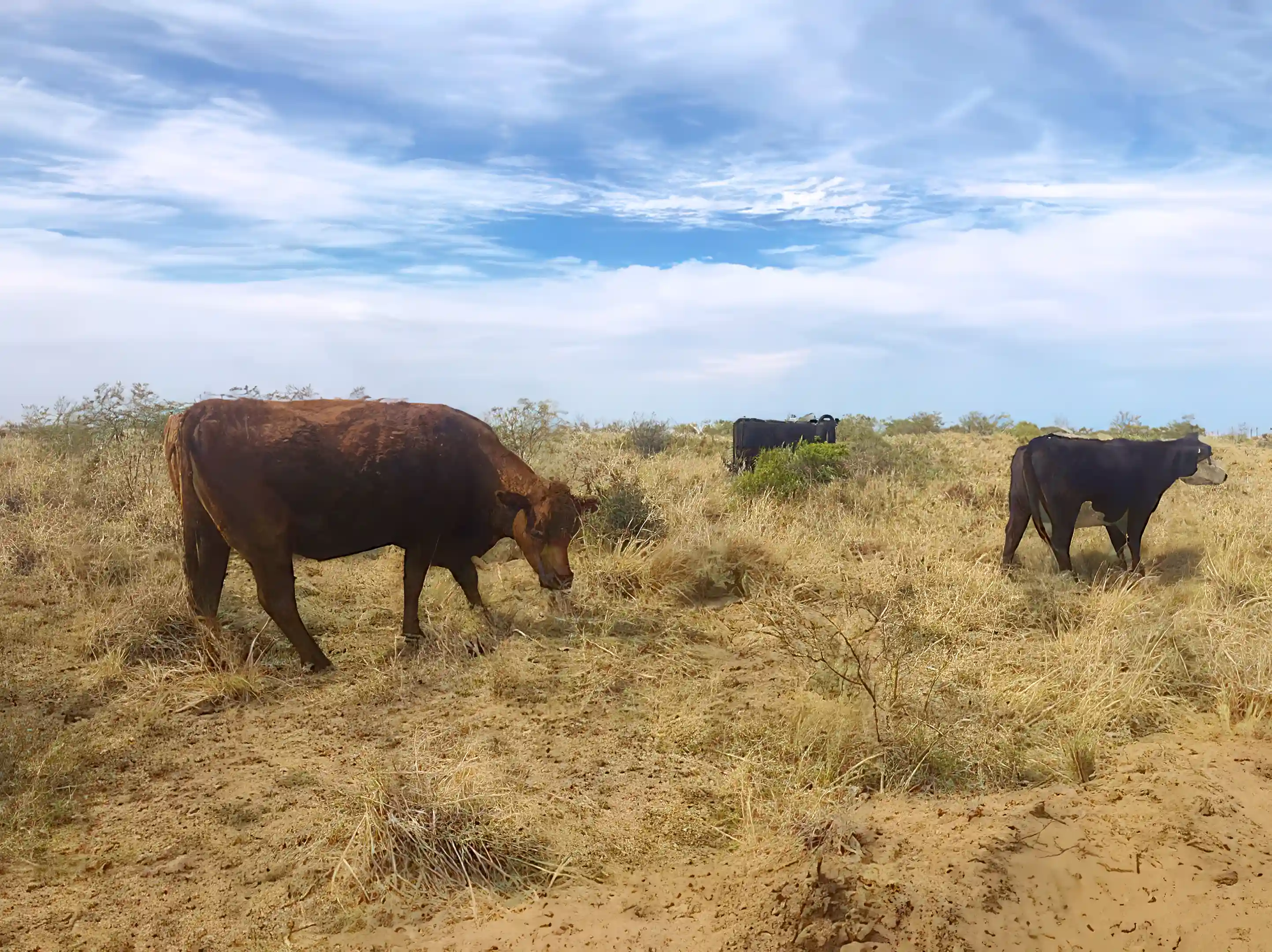 Cattle Ranch for Sale in Punta Del Agua, Mendoza, Argentina
