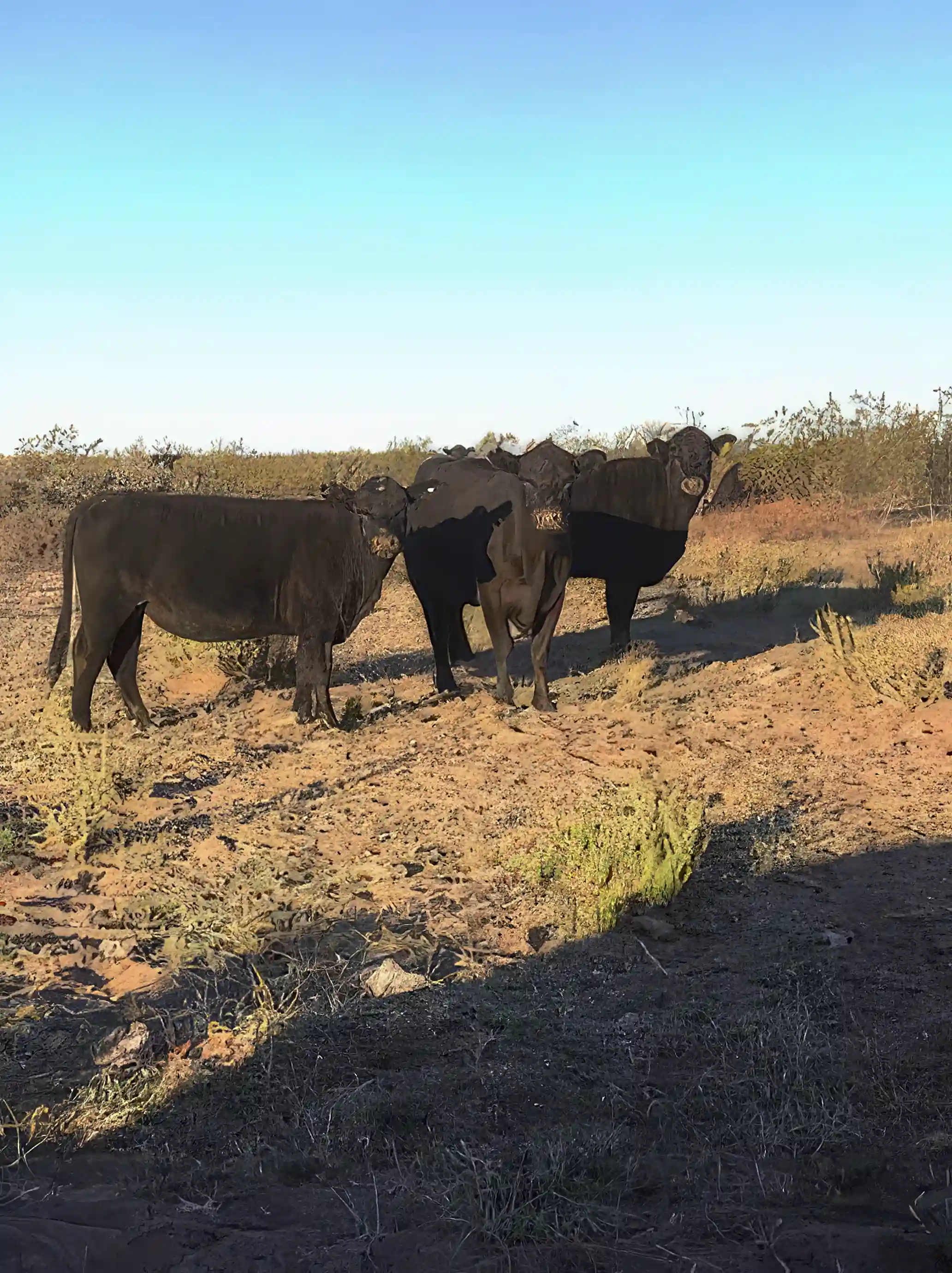 16,291 Hectare Cattle Ranch for Sale in Punta Del Agua, Mendoza, Argentina