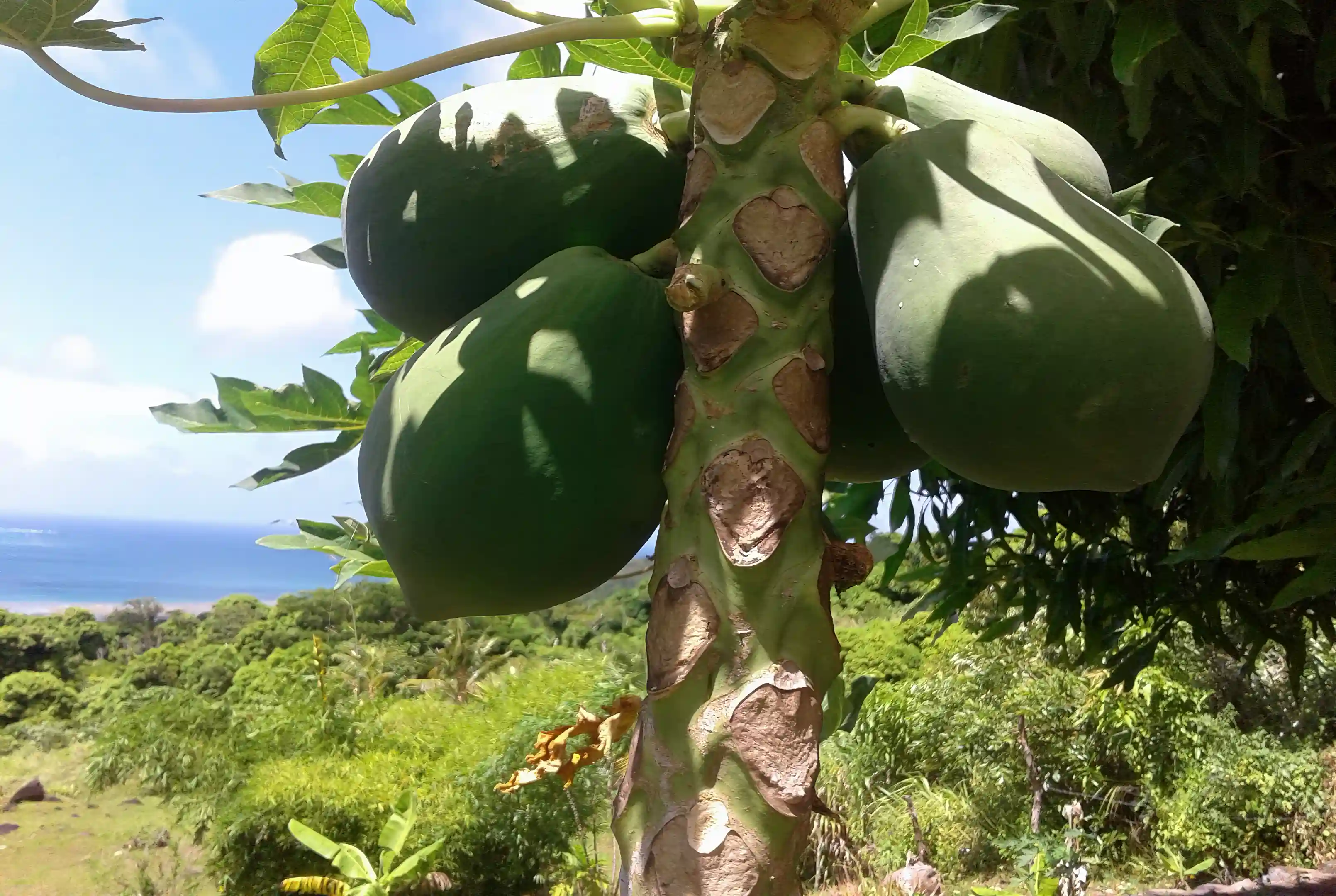 Home for Sale in 223 Mango Ln, Koro Island, Fiji