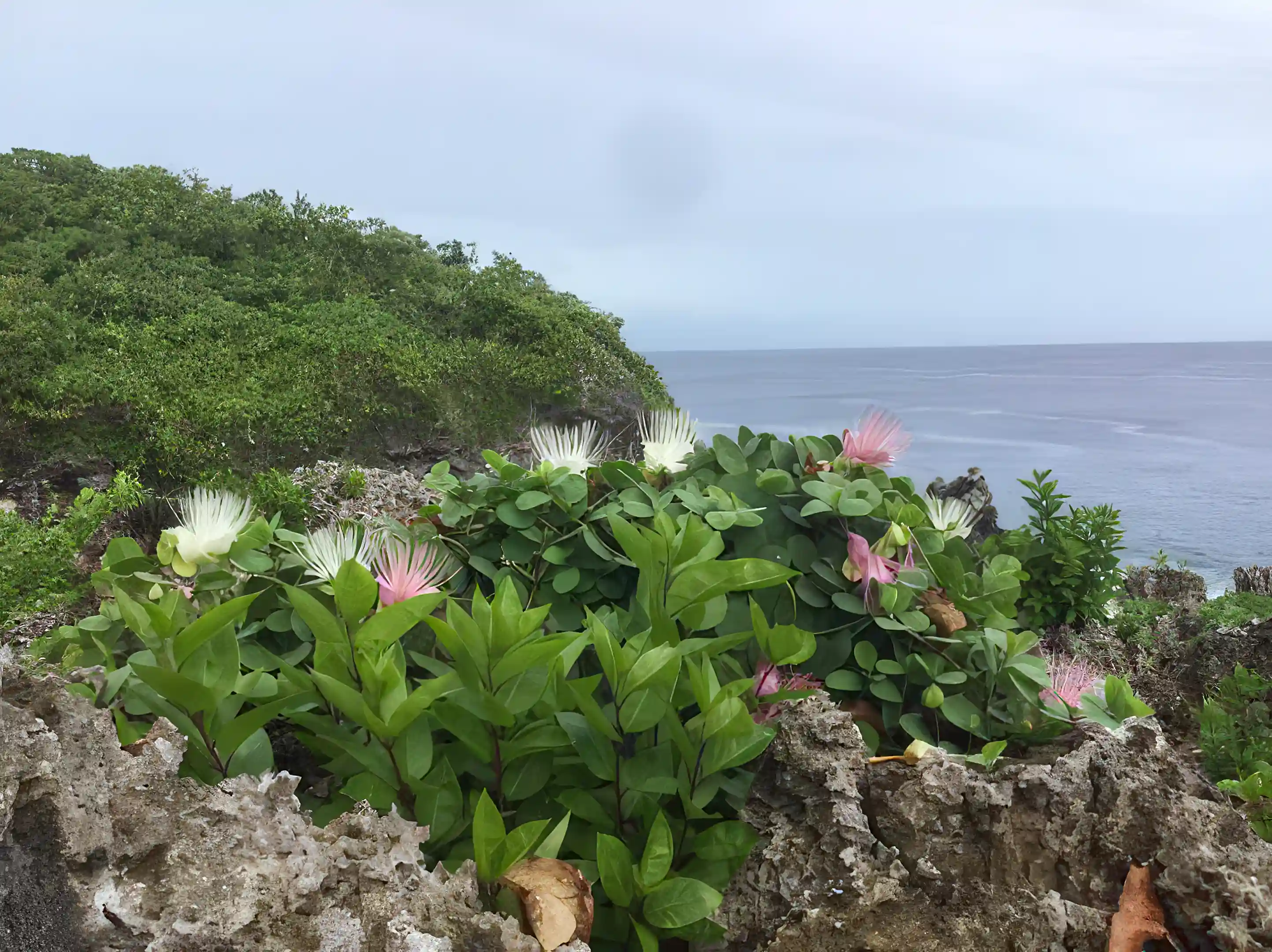 Business for Sale in Makefu, Niue