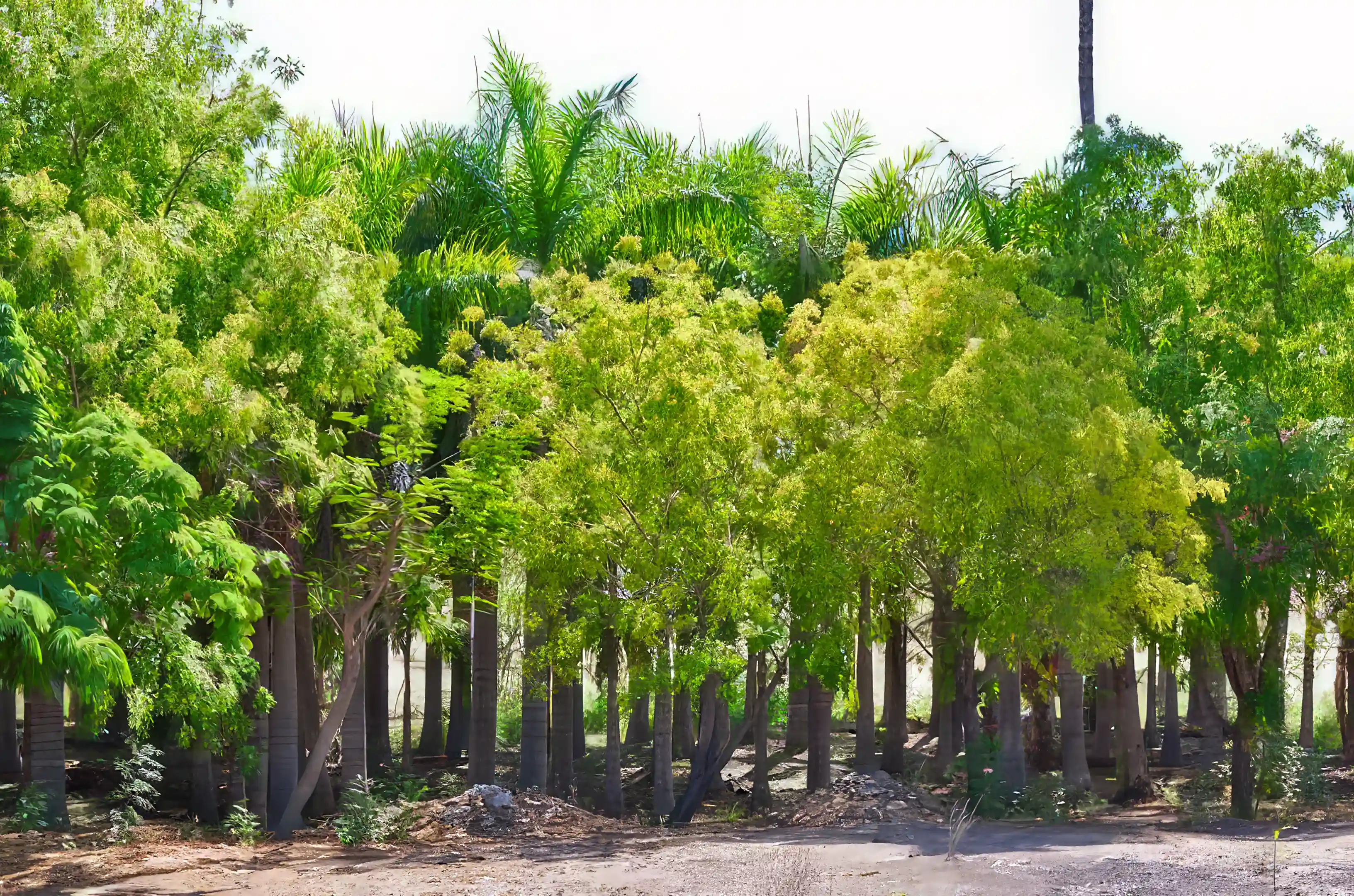 Farm/Ranch for Sale in Las Animas De Enmedio, Las Animas, San Jose Del ...