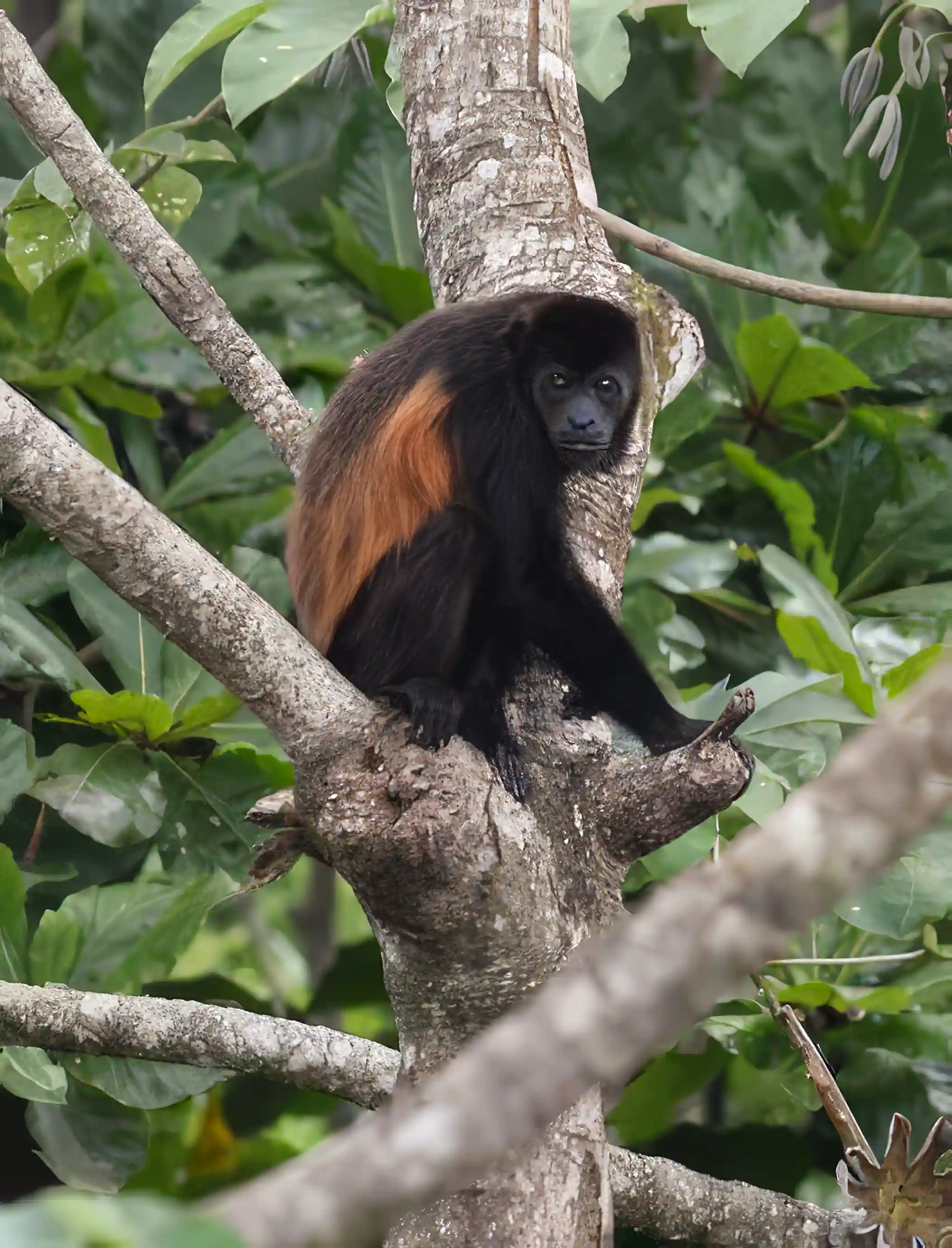 Home for Sale in 68 Calle Pelicano, Los Islotes, Quebro, Veraguas ...