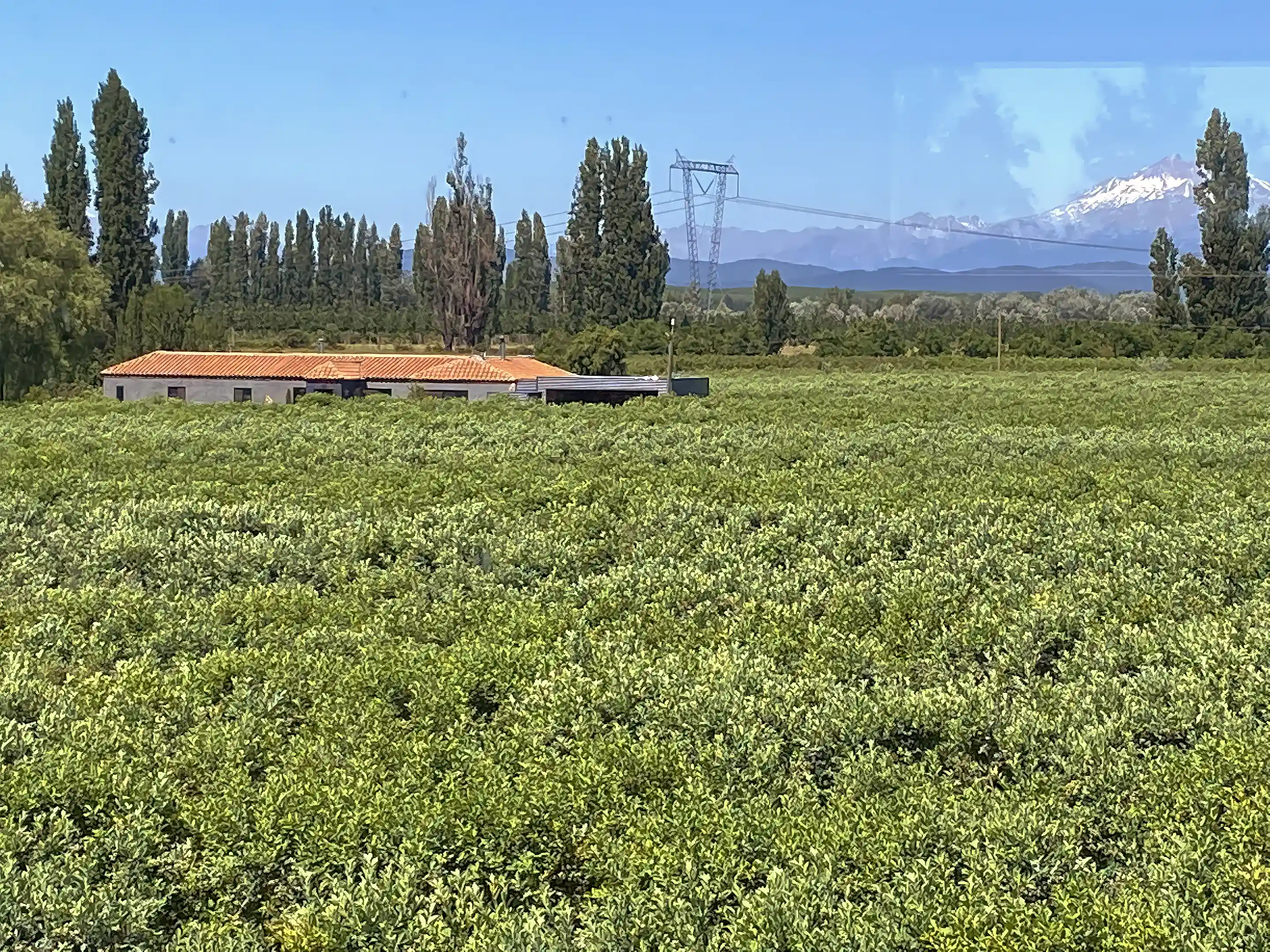 Organic Blueberry Farm for Sale in Parral, Maule, Chile