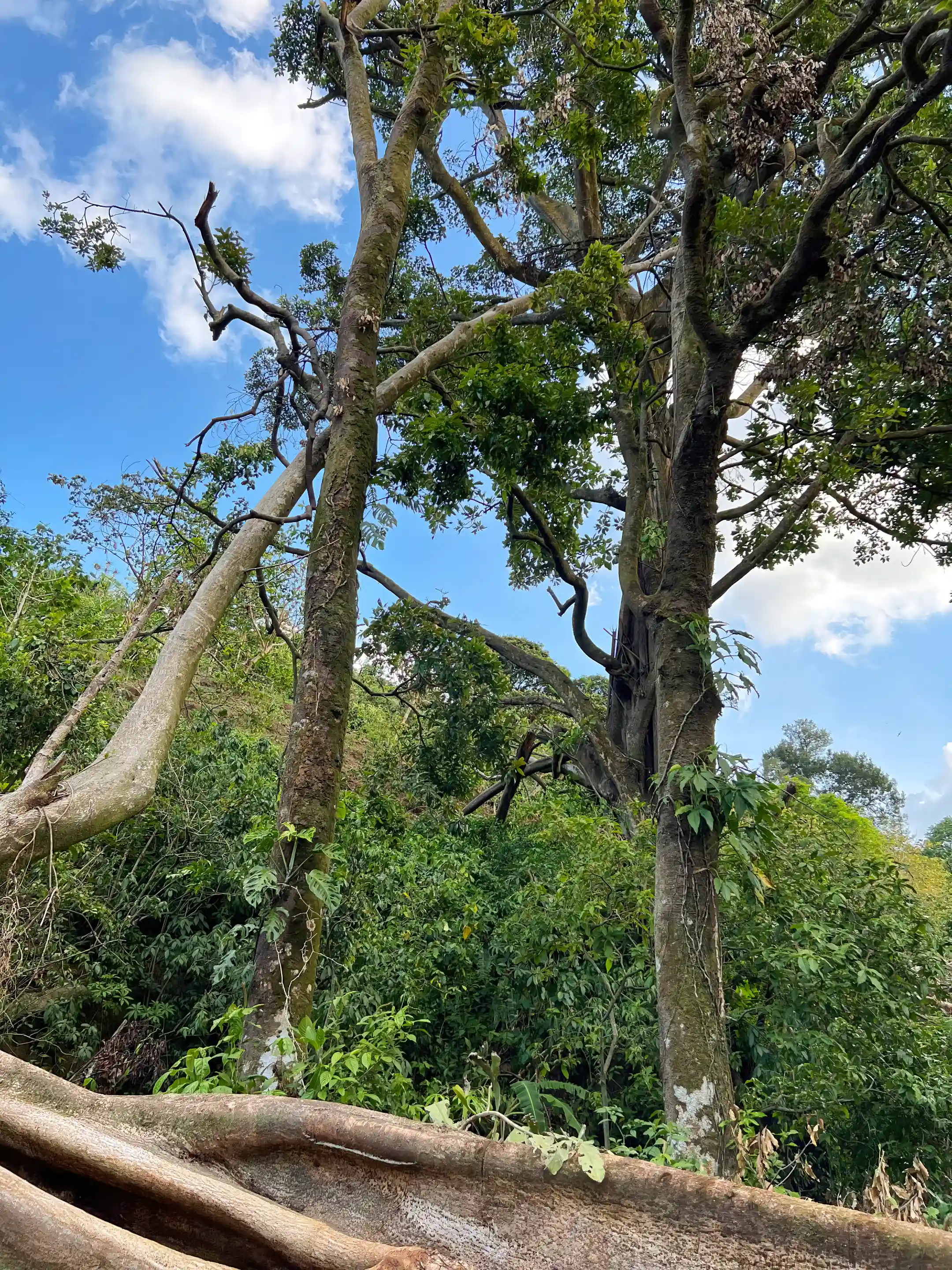 Coffee Farm for Sale in Grecia, Alajuela, Costa Rica - Viviun
