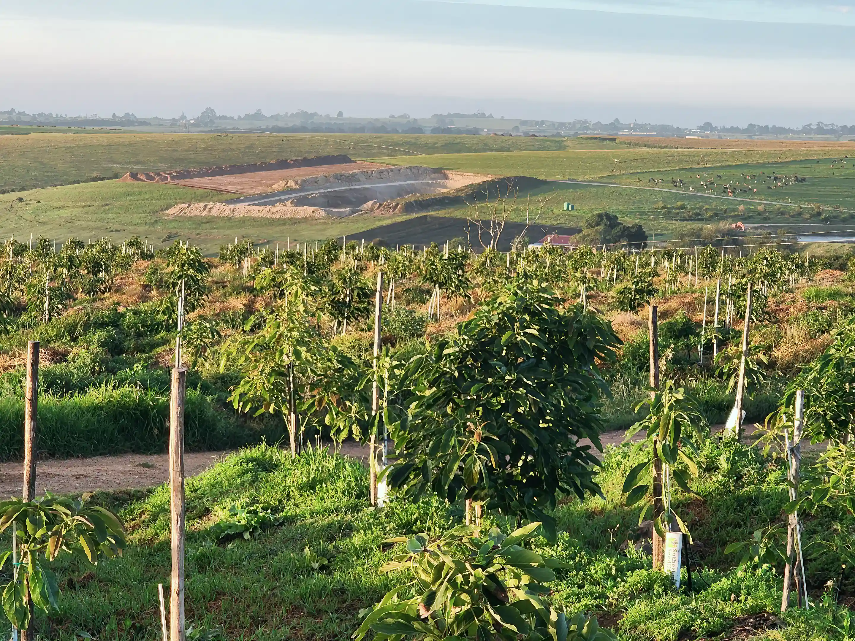 Avocado and Macadamia Nut Farm for Sale in Garden Route, George ...