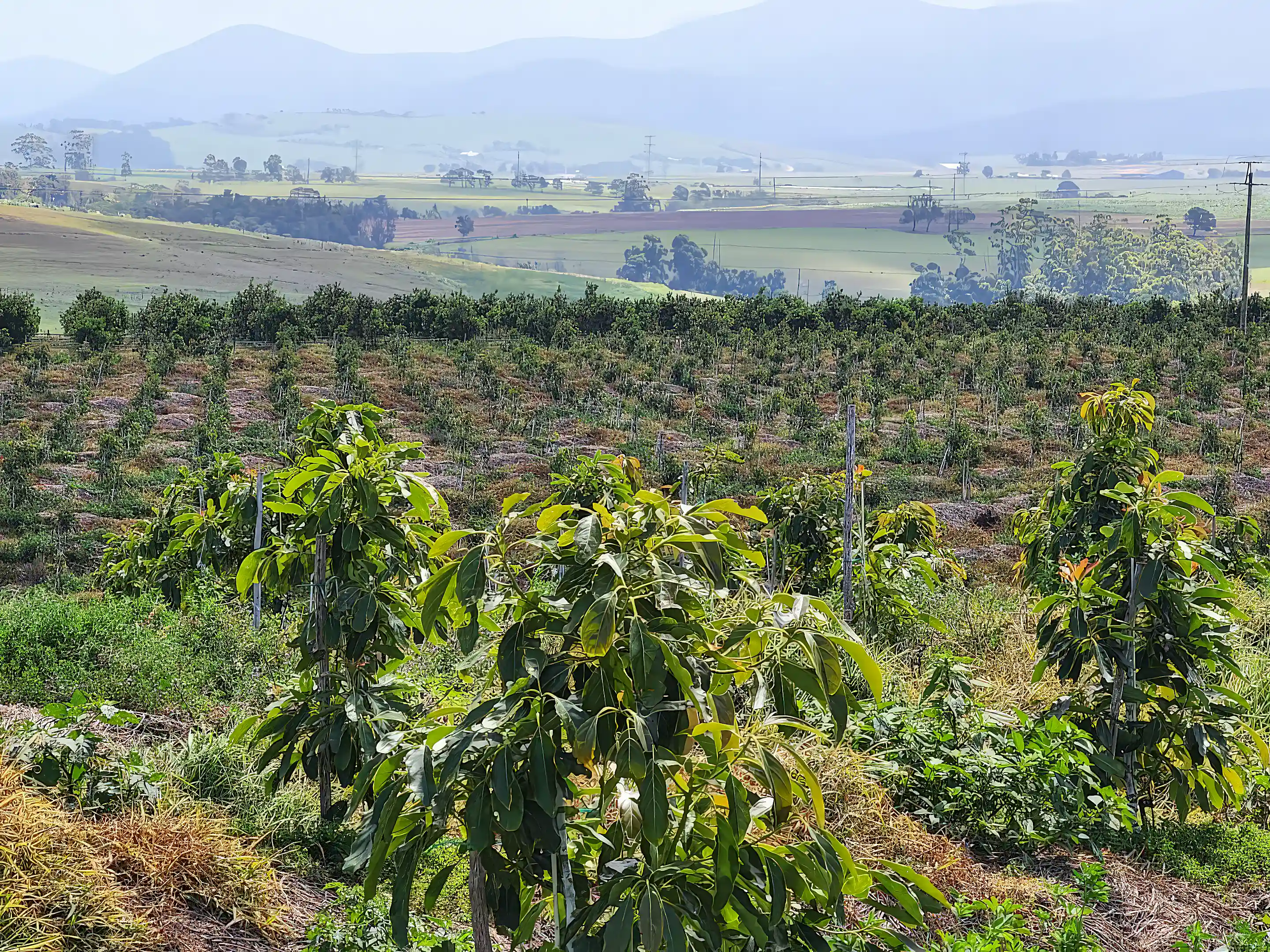 Avocado and Macadamia Nut Farm for Sale in Garden Route, George ...