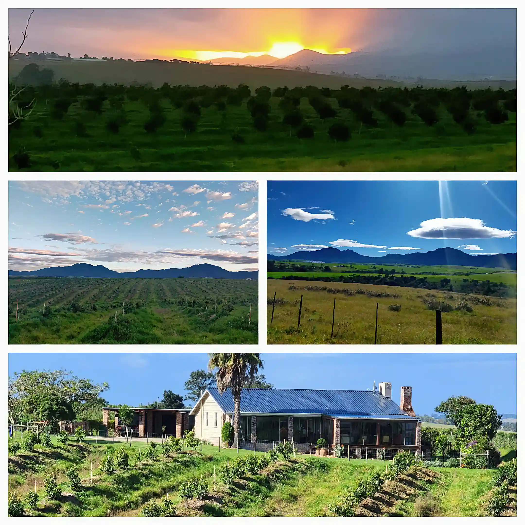 Avocado and Macadamia Nut Farm for Sale in Garden Route, George ...