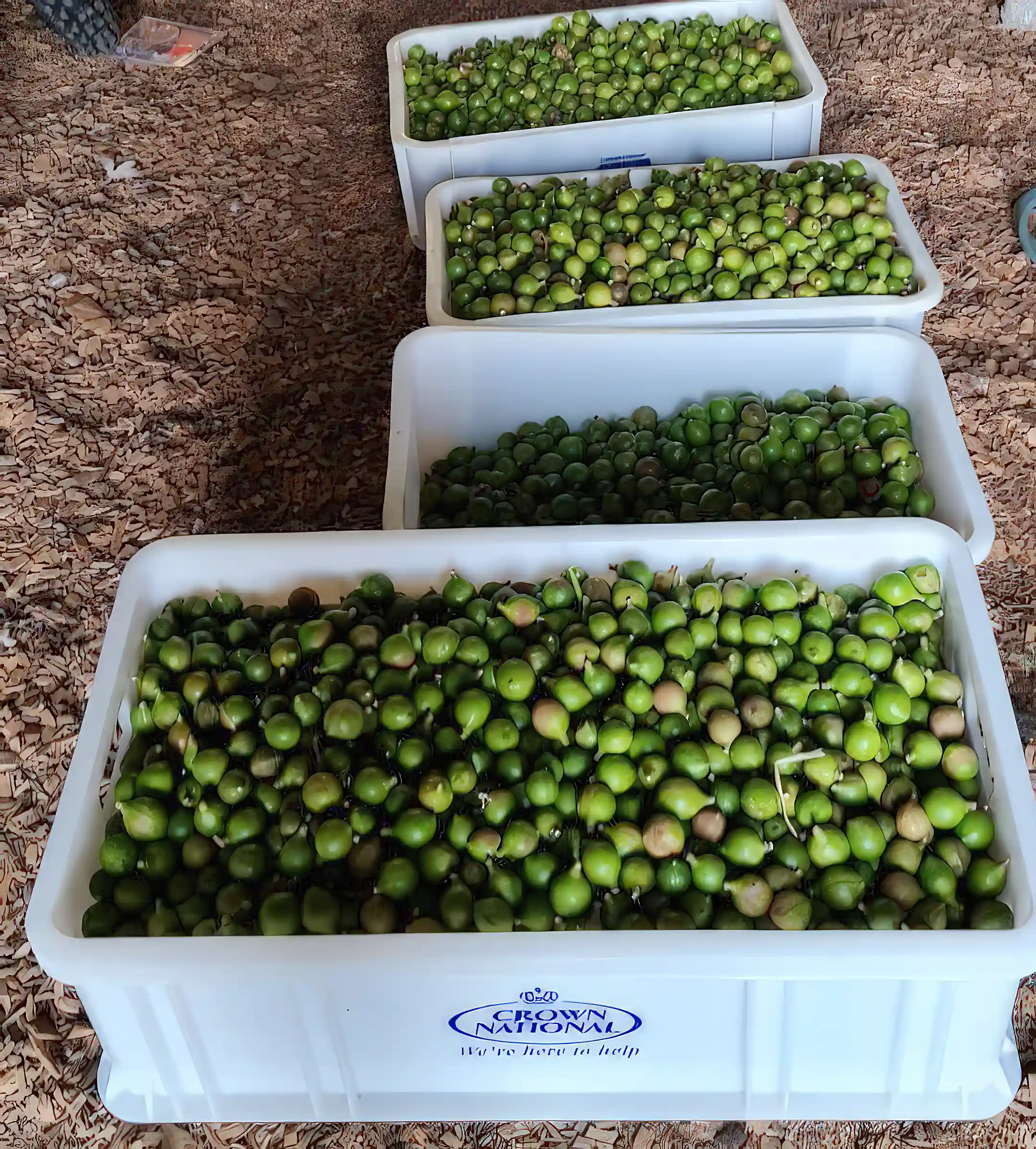 Avocado and Macadamia Nut Farm for Sale in Garden Route, George ...