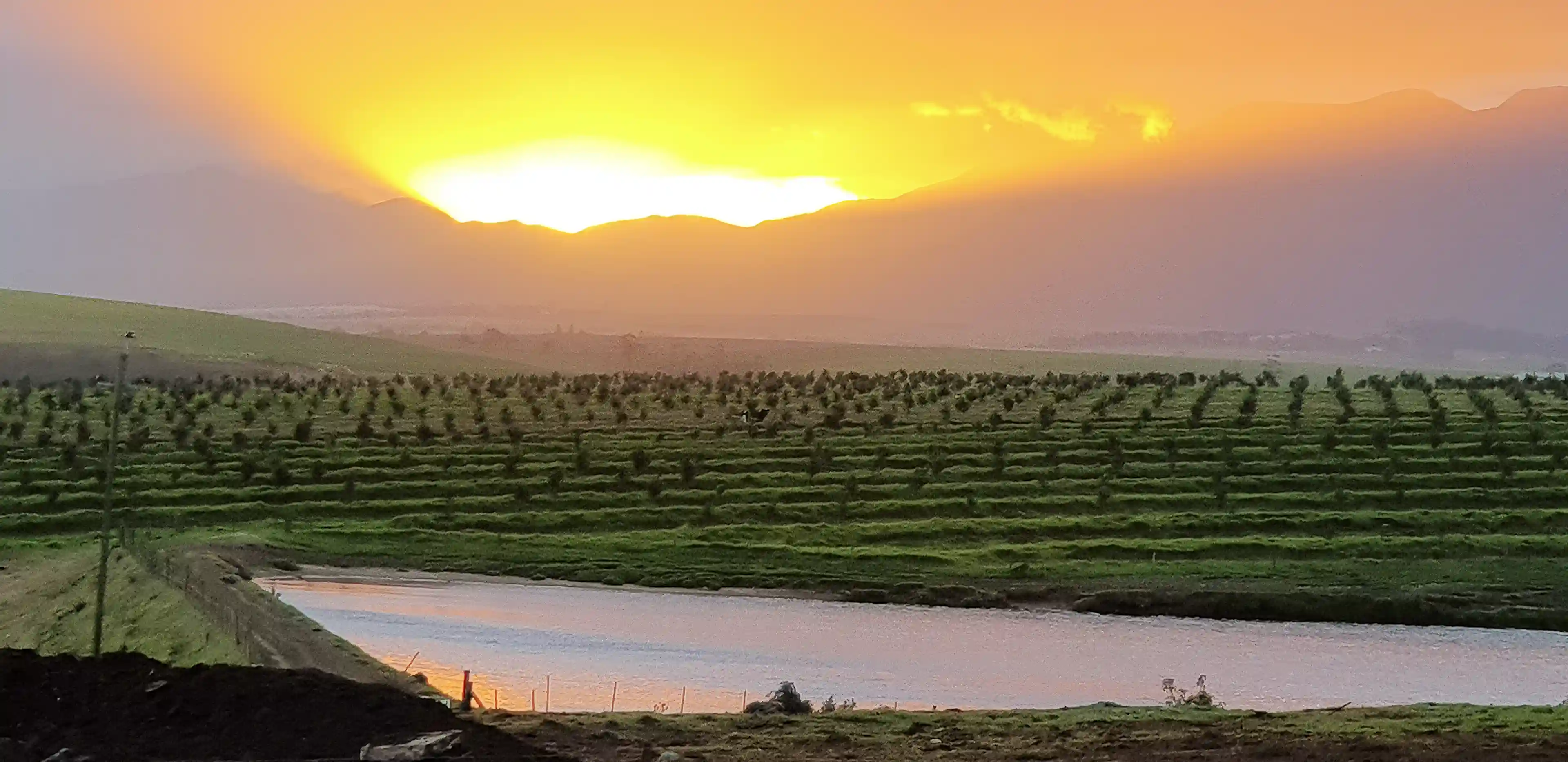 Avocado and Macadamia Nut Farm for Sale in Garden Route, George ...