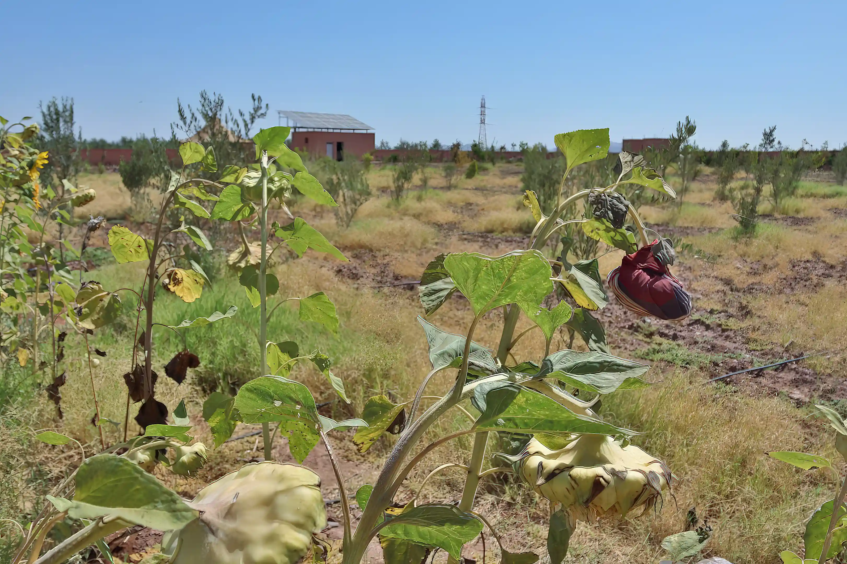Building Lot for Sale in Lguarne Ouled Ahmed, Marrakech, Morocco