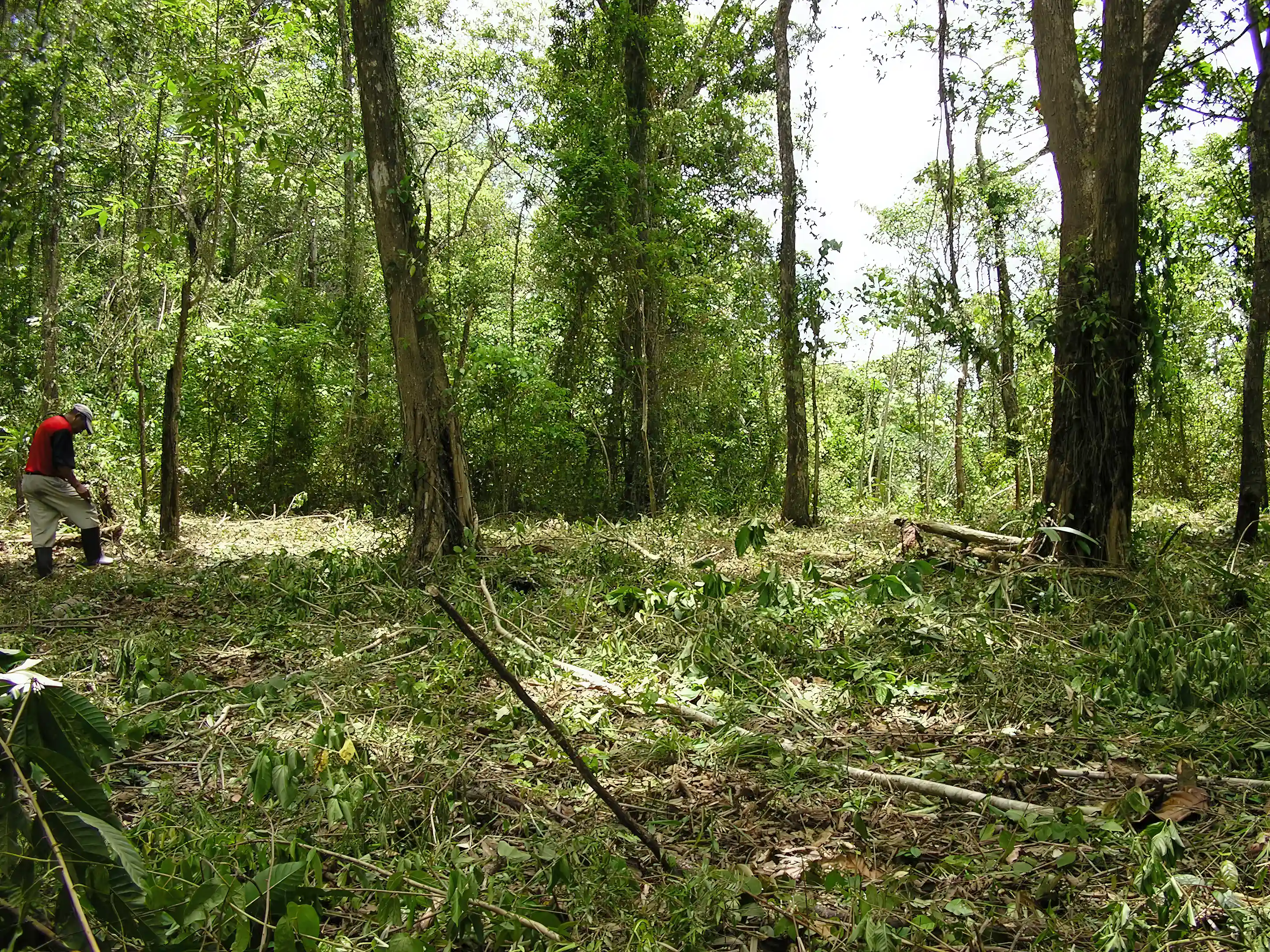 31 Acres of Land for Sale in Pine Ridge Rd, San Antonio Village, Cayo ...