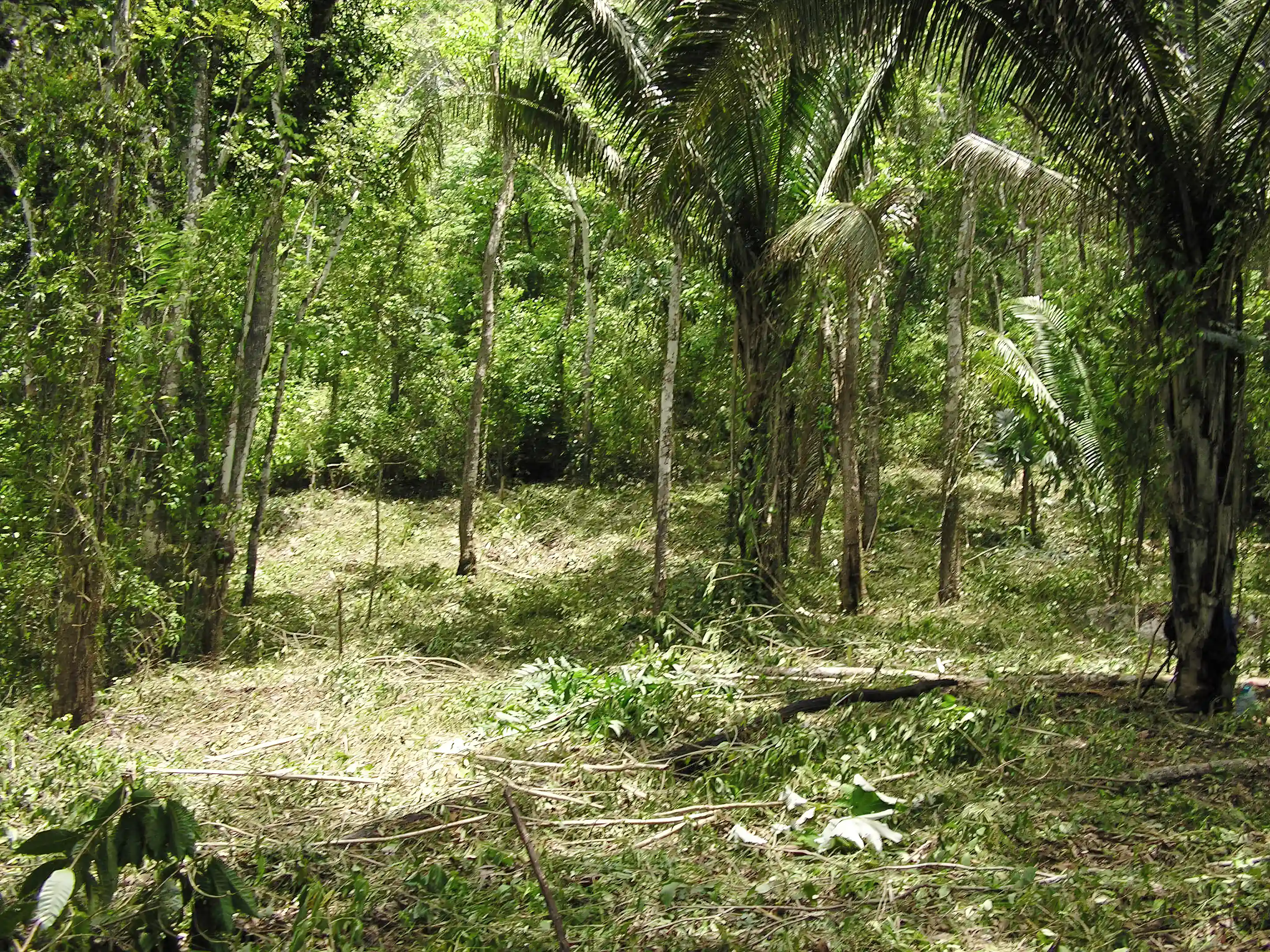 31 Acres of Land for Sale in Pine Ridge Rd, San Antonio Village, Cayo ...