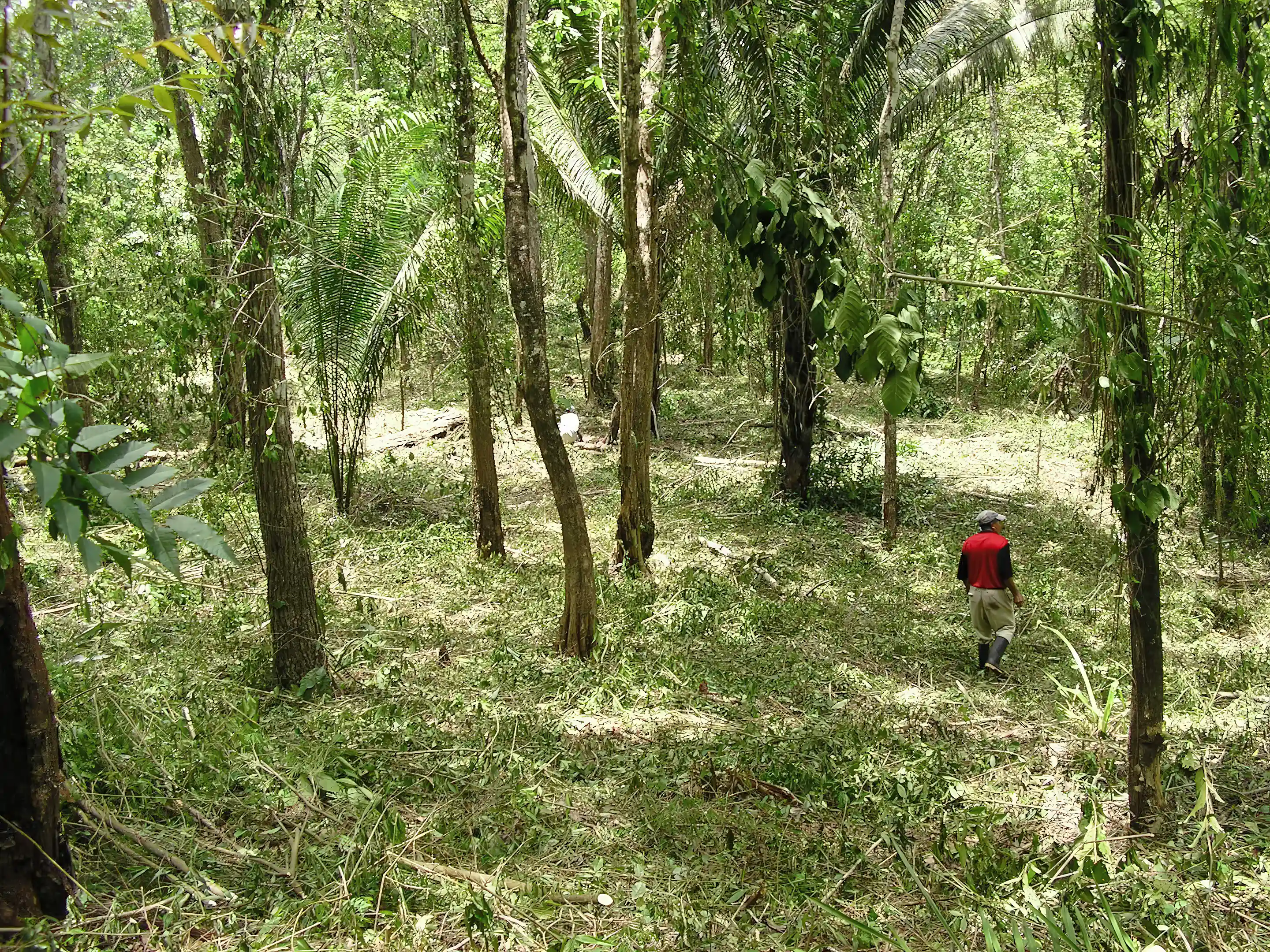 31 Acres of Land for Sale in Pine Ridge Rd, San Antonio Village, Cayo ...