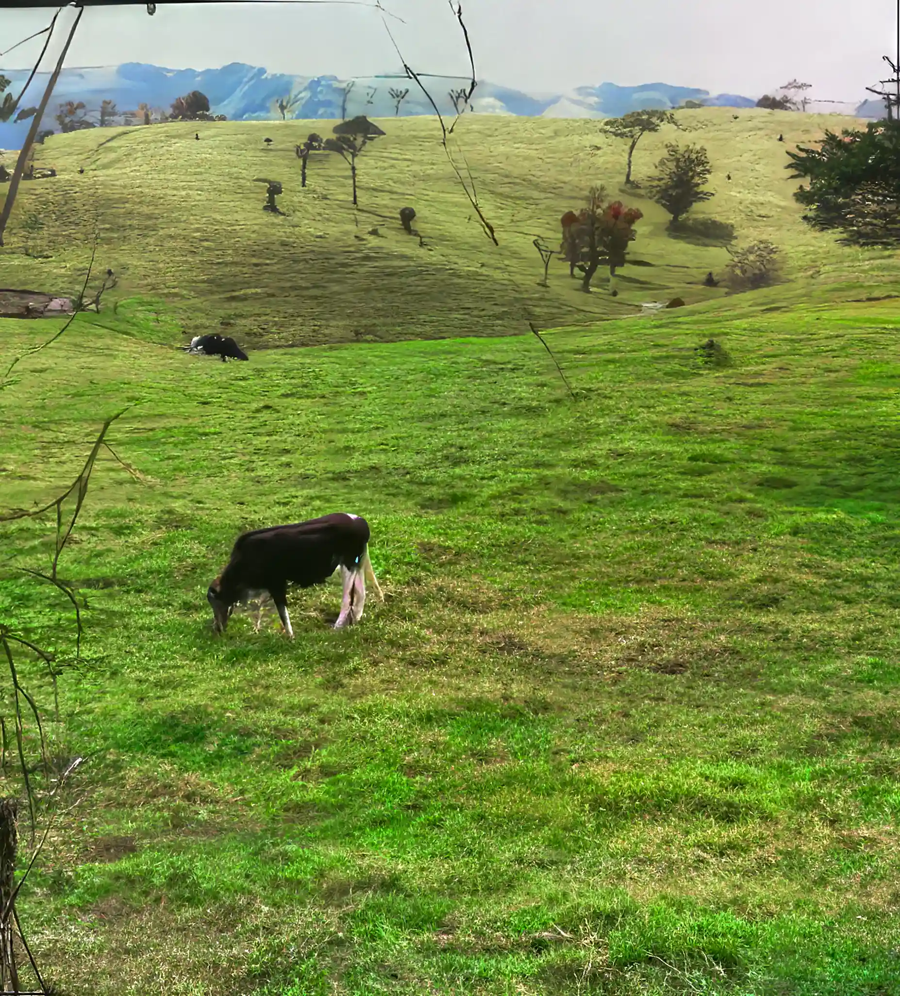 Cattle Ranch for Sale in Tilaran, Guanacaste, Costa Rica