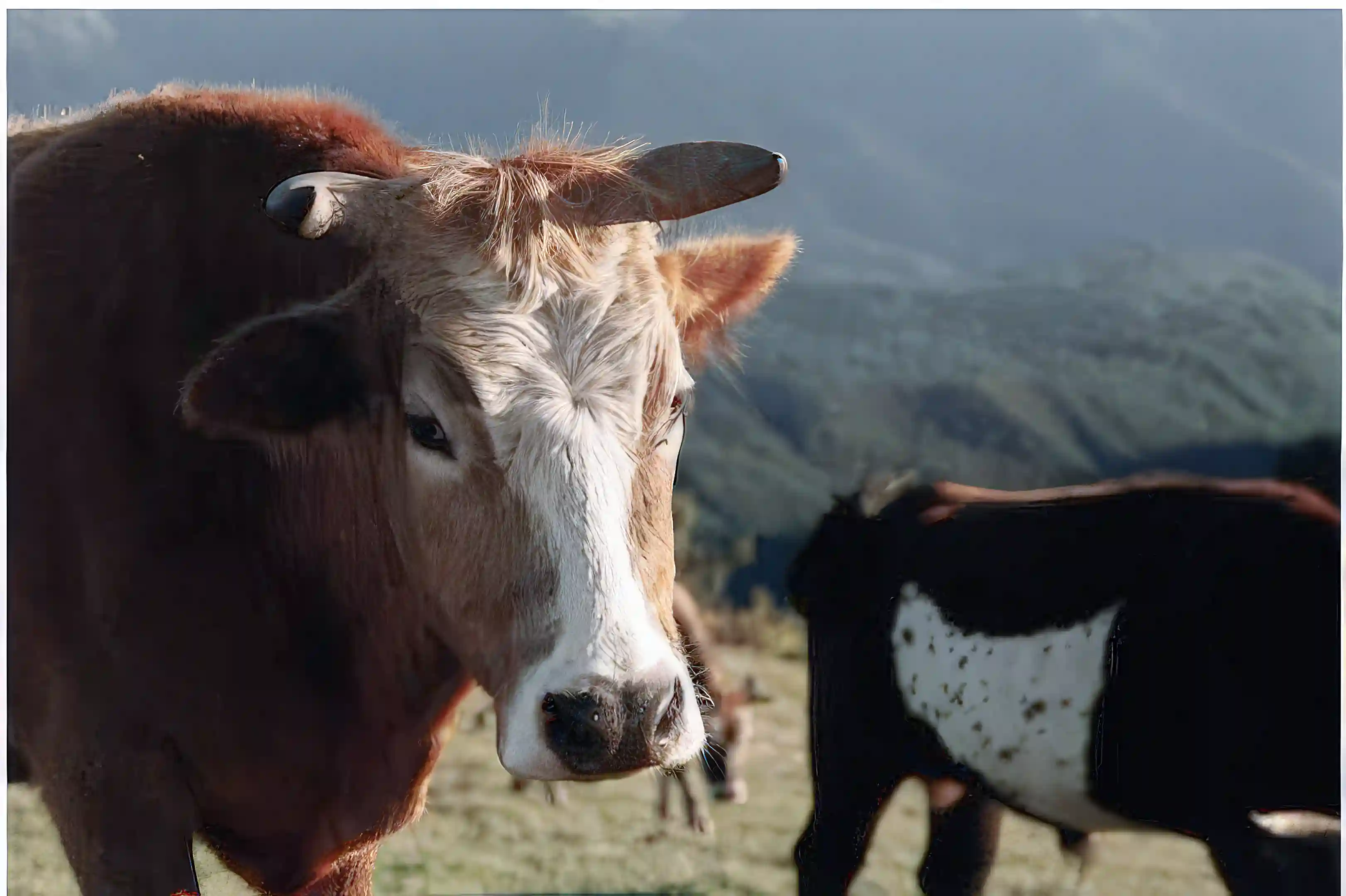 Cattle Farm for Sale in Copa Buena, Puntarenas, Costa Rica