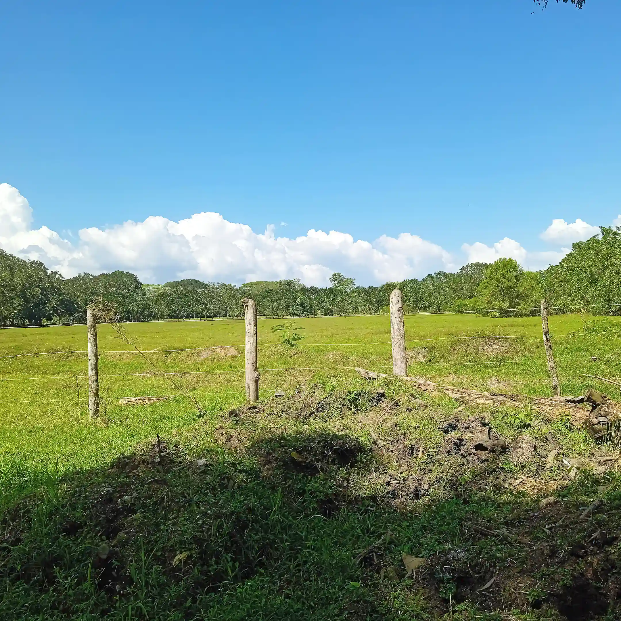 Beachfront Cattle Ranch for Sale in Puerto Jimenez, Puntarenas, Costa Rica