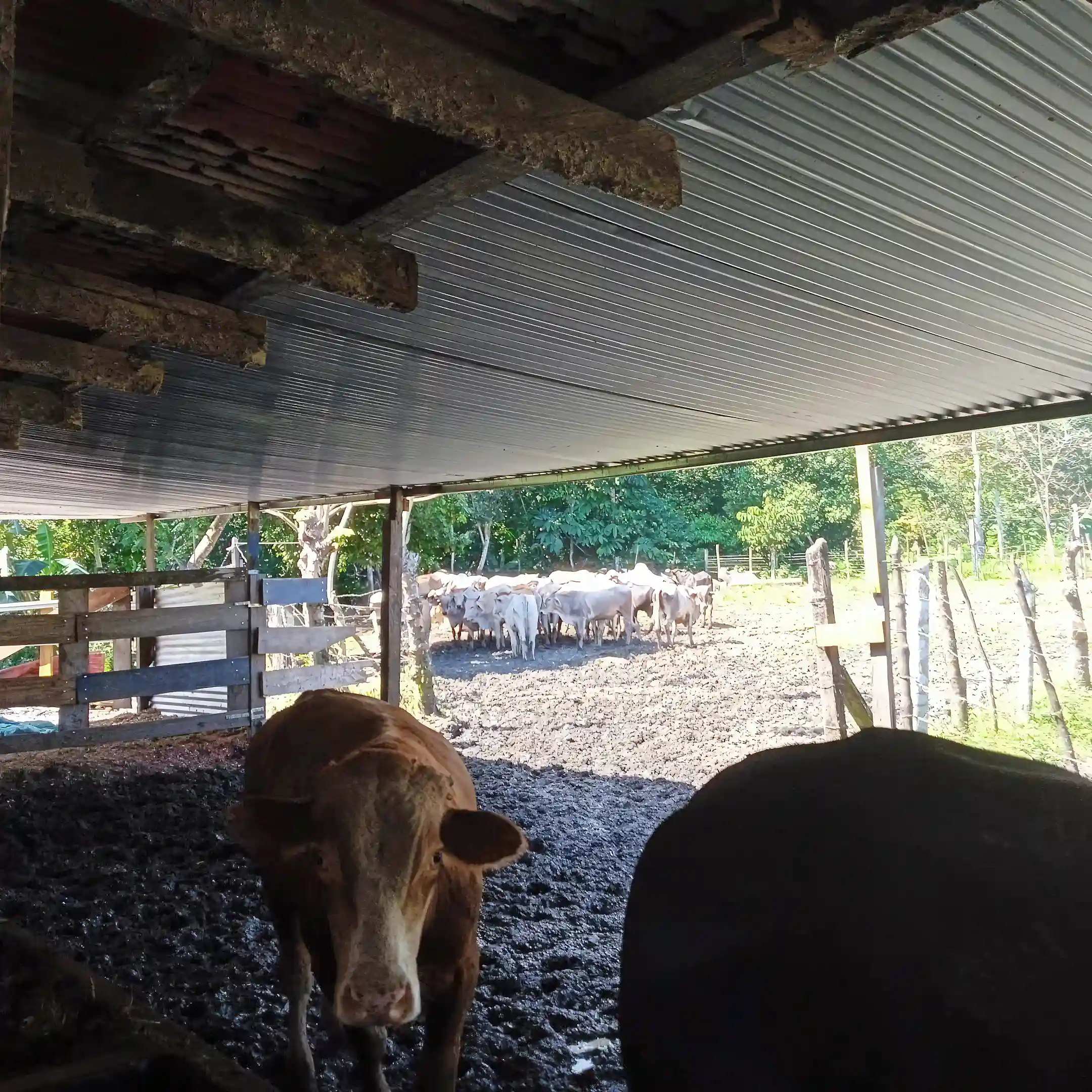 Beachfront Cattle Ranch for Sale in Puerto Jimenez, Puntarenas, Costa Rica