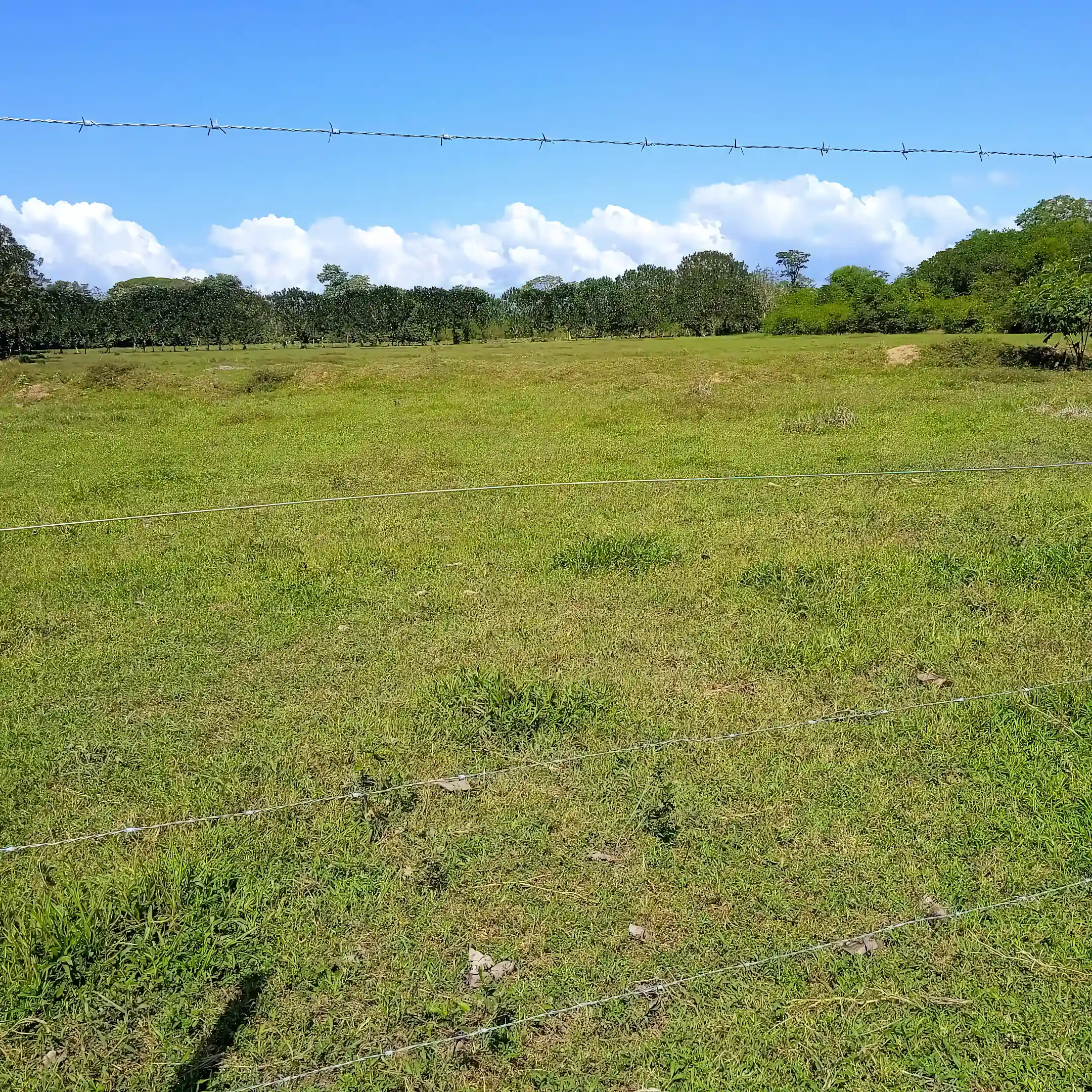Beachfront Cattle Ranch for Sale in Puerto Jimenez, Puntarenas, Costa Rica