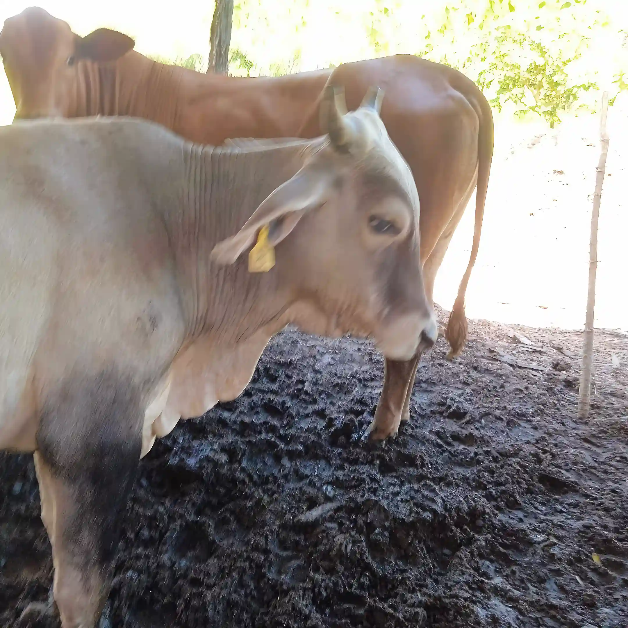 Beachfront Cattle Ranch for Sale in Puerto Jimenez, Puntarenas, Costa Rica