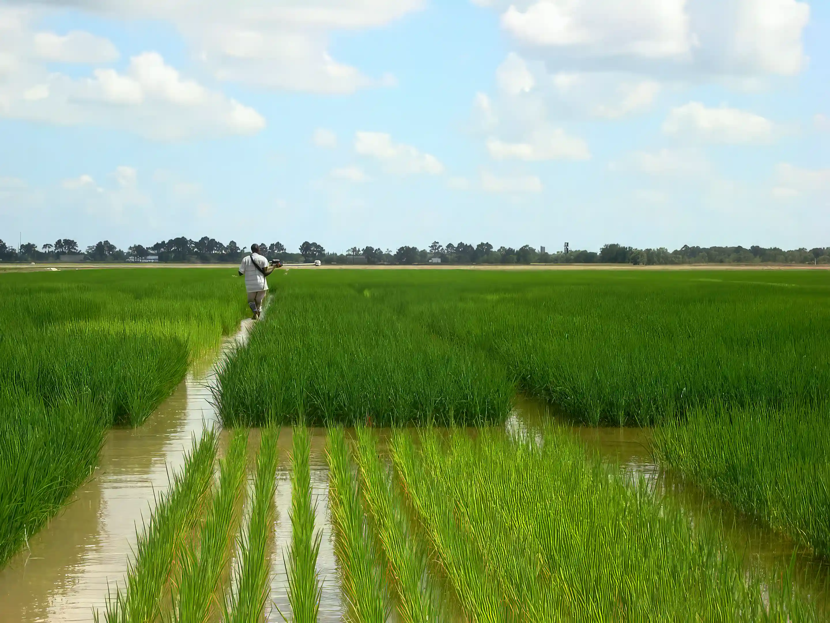200 Acre Agricultural Land for Sale in Distt Sargohda, Bhera, Punjab ...