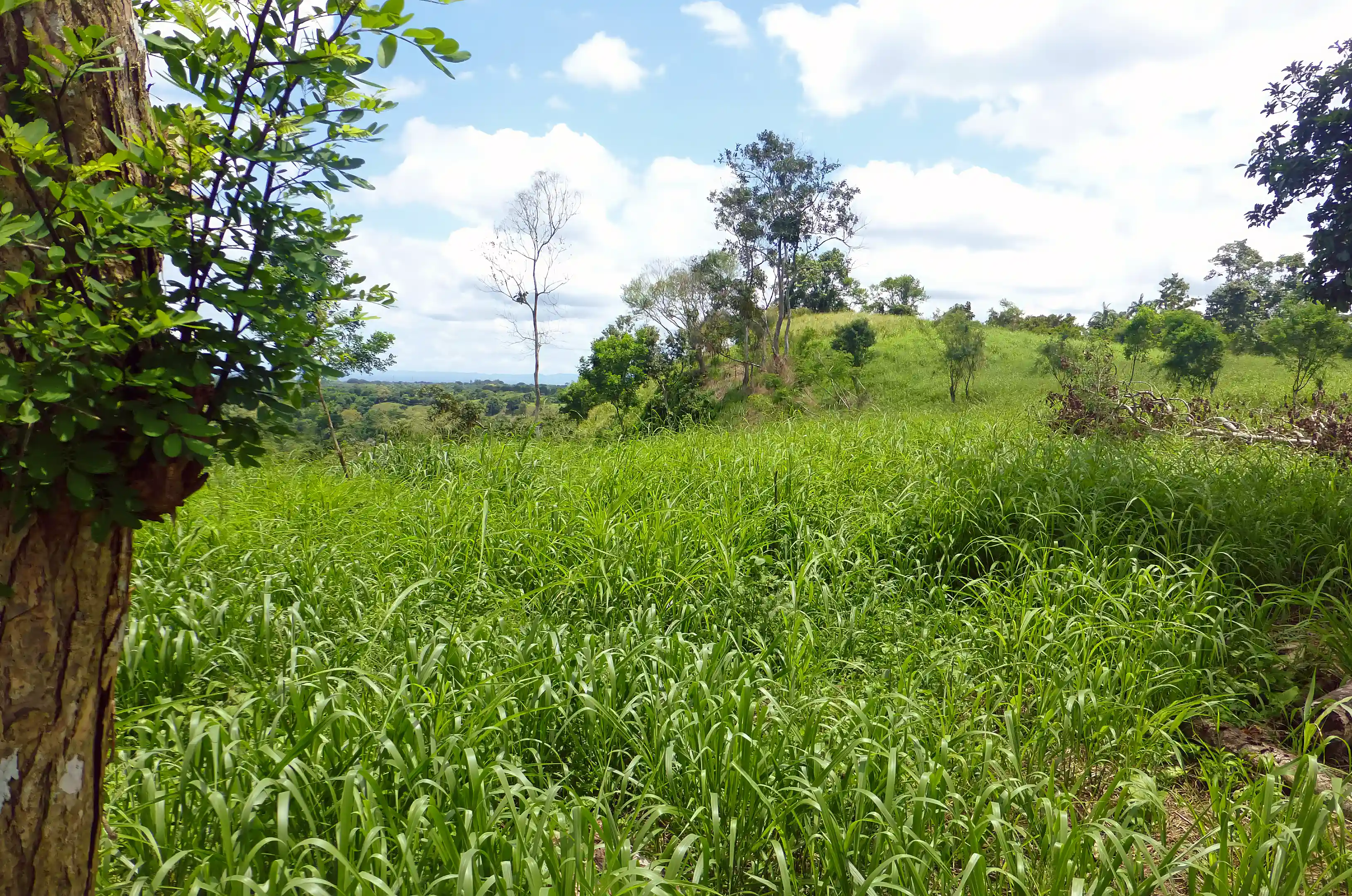 Land for Sale in Concepcion, Chiriqui, Panama
