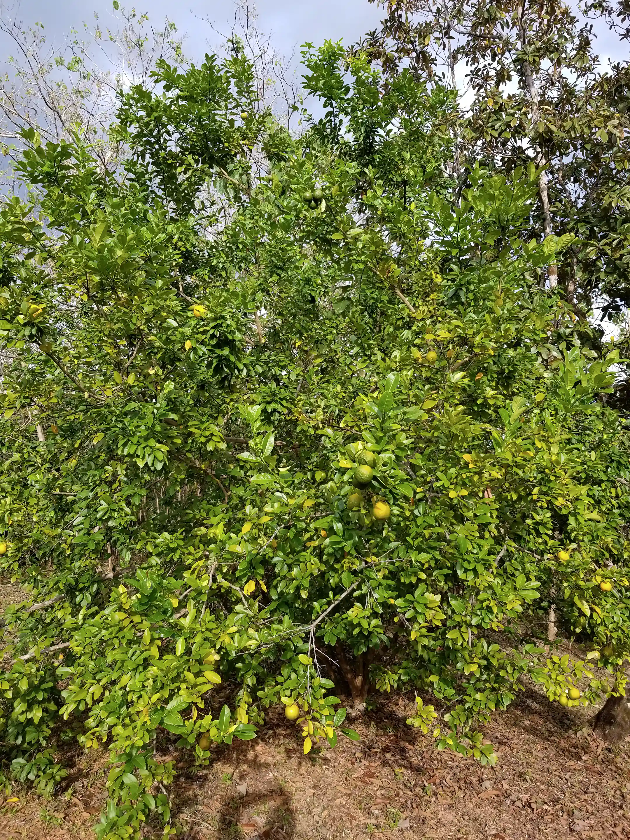 Lot/Land for Sale in Ocean Ridge Estates, Mariatos, Veraguas, Panama