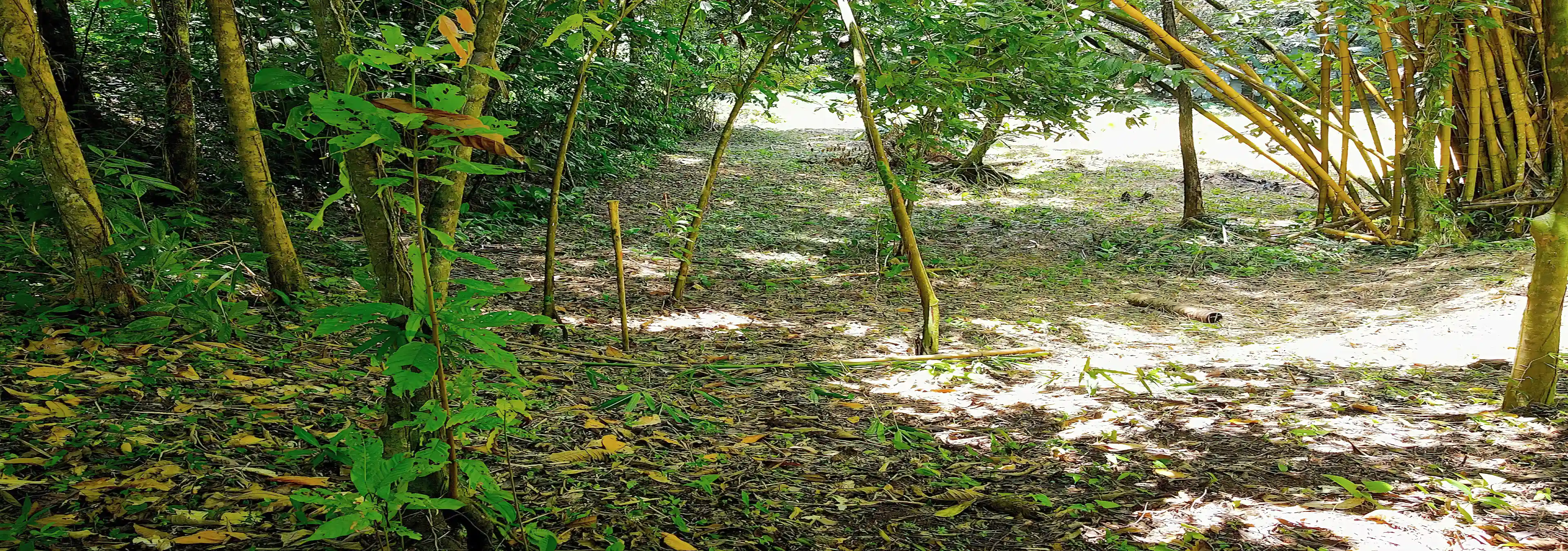 Caribbean Peninsula for Sale in Popa Island, Bocas Del Toro, Panama