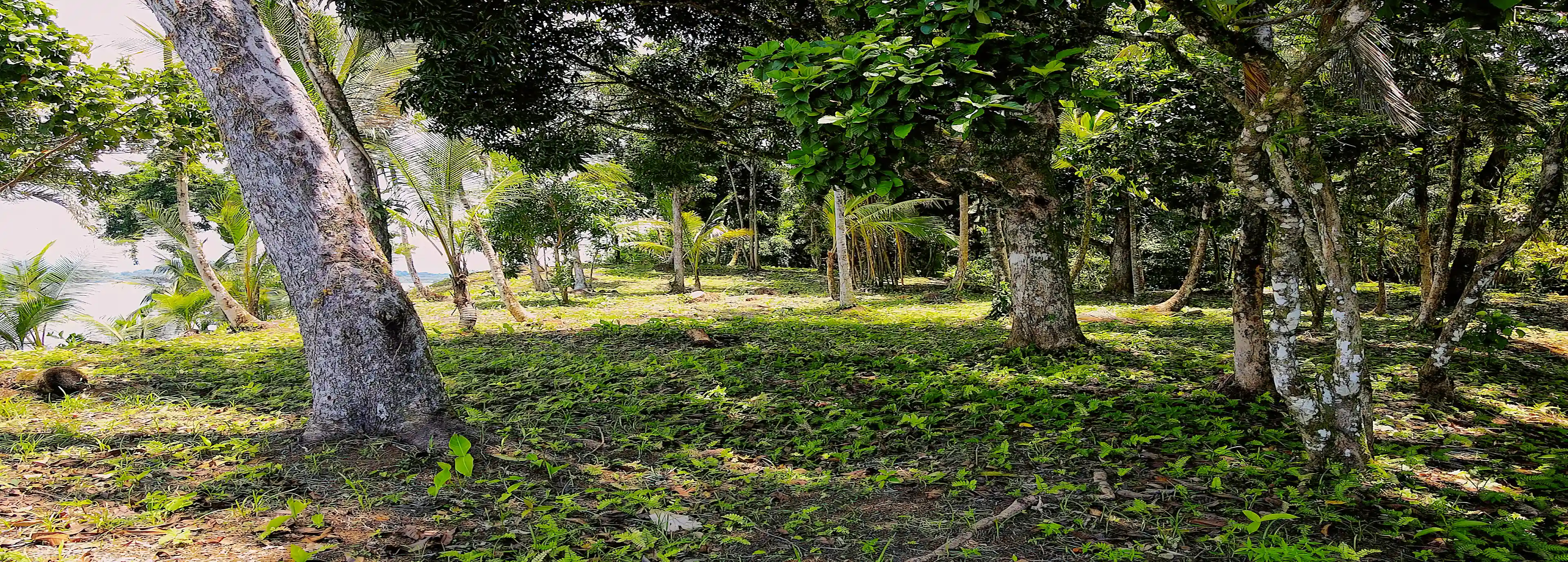 Caribbean Peninsula for Sale in Popa Island, Bocas Del Toro, Panama