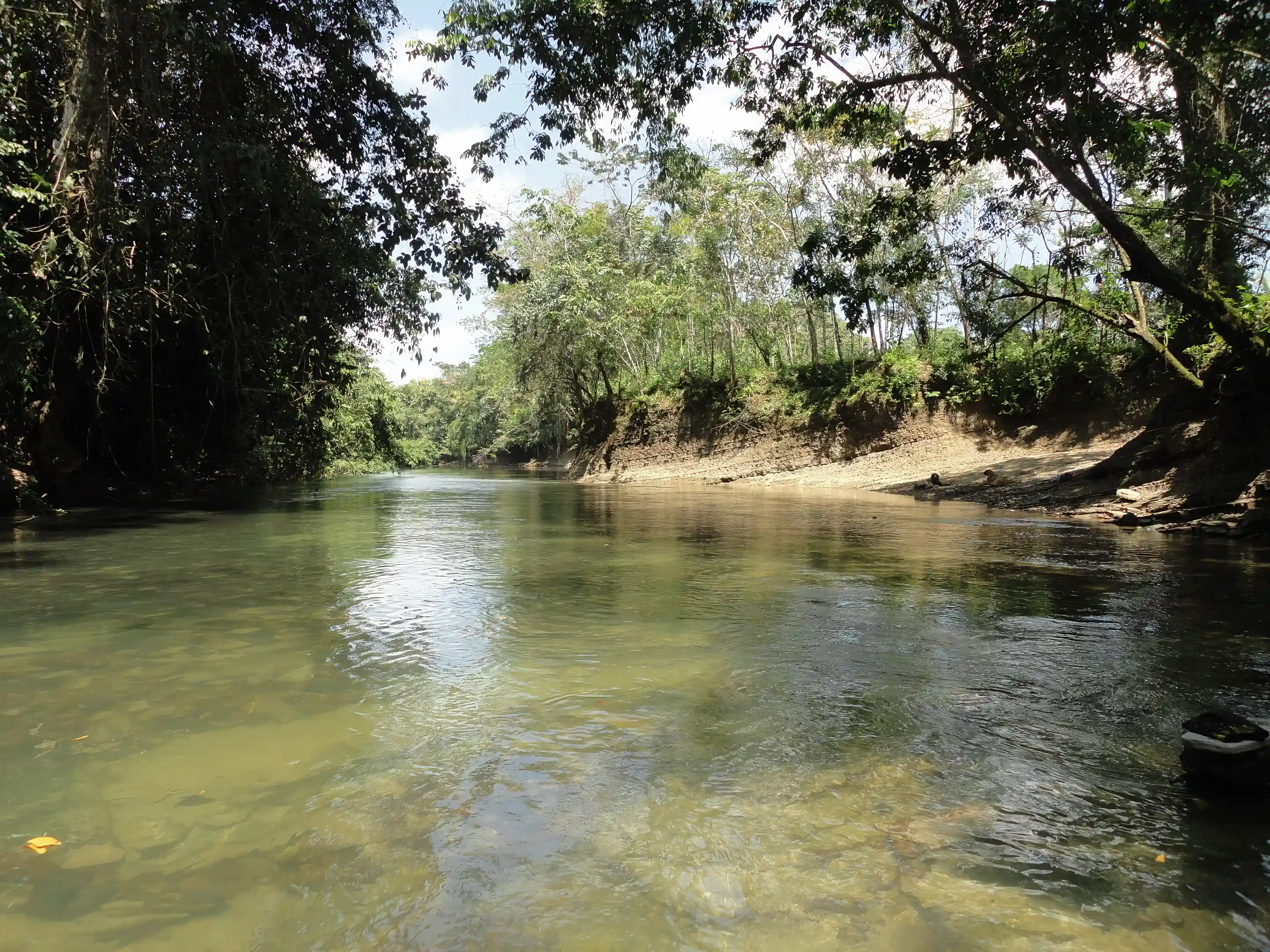 Riverfront Organic Farm for Sale in Esperanza Road, Big Falls, Toledo ...