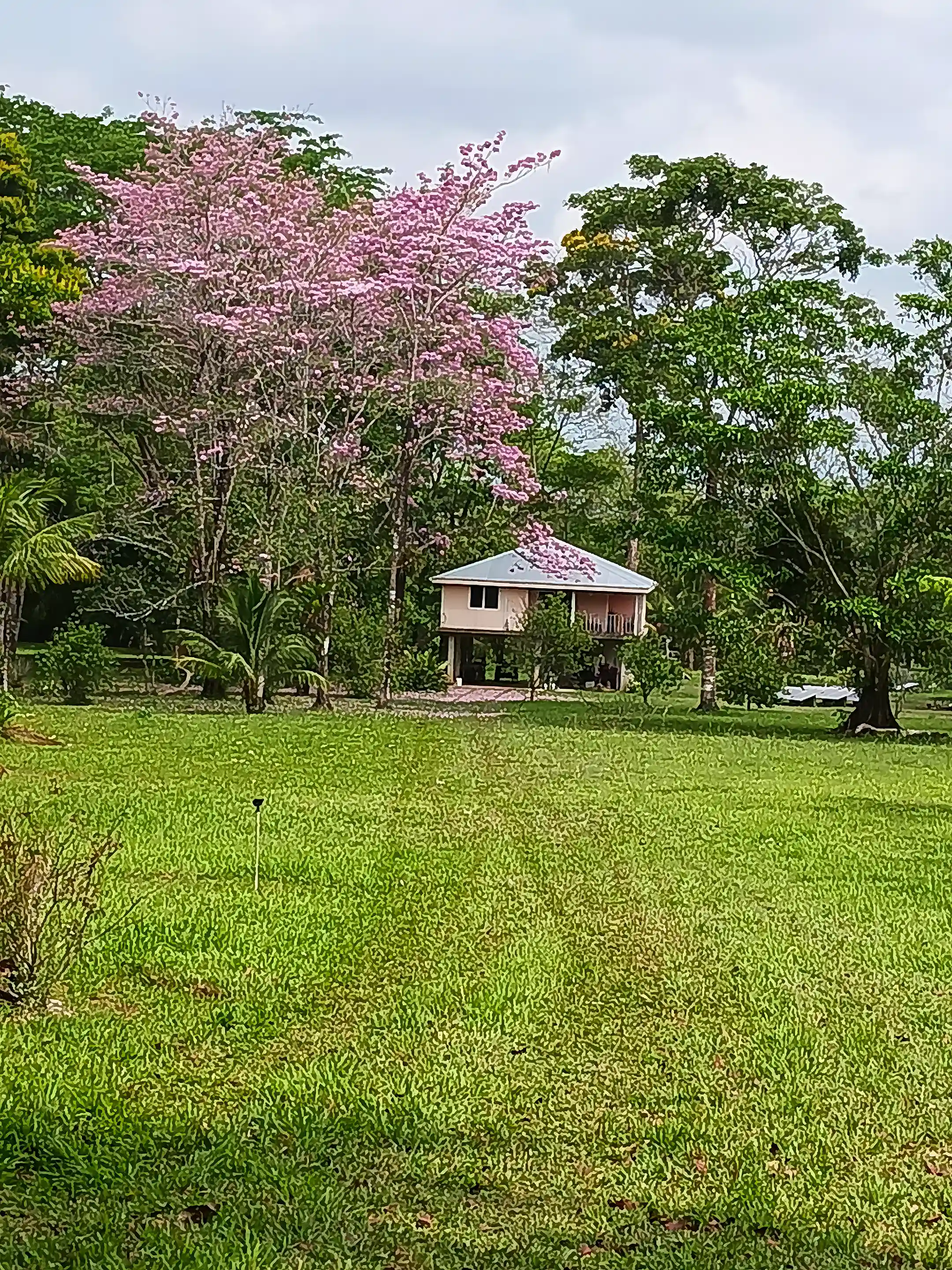 Riverfront Organic Farm for Sale in Esperanza Road, Big Falls, Toledo ...