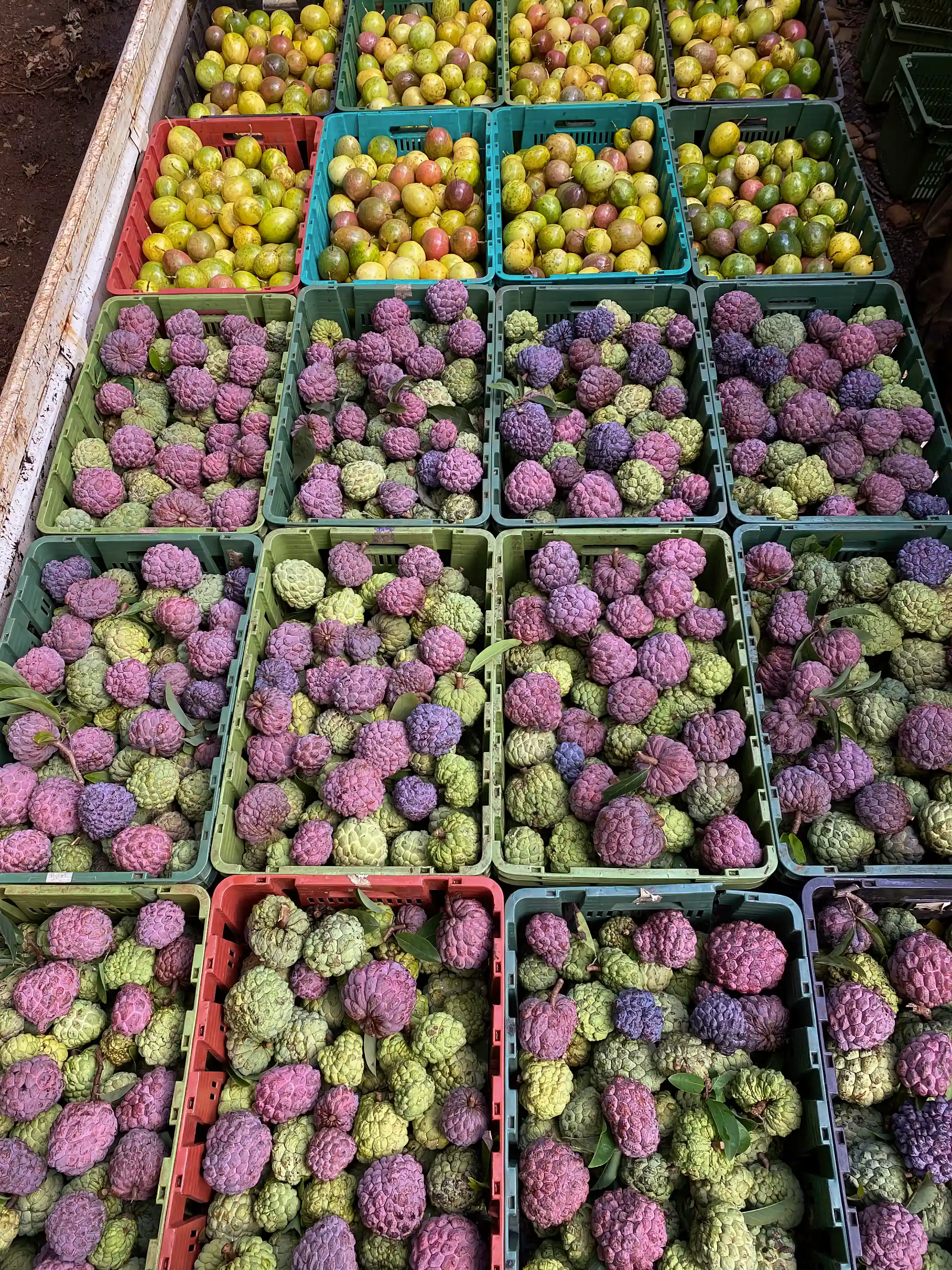 Fruit Farm for Sale in Route De La Montagne Des Sources, Mont-Dore ...