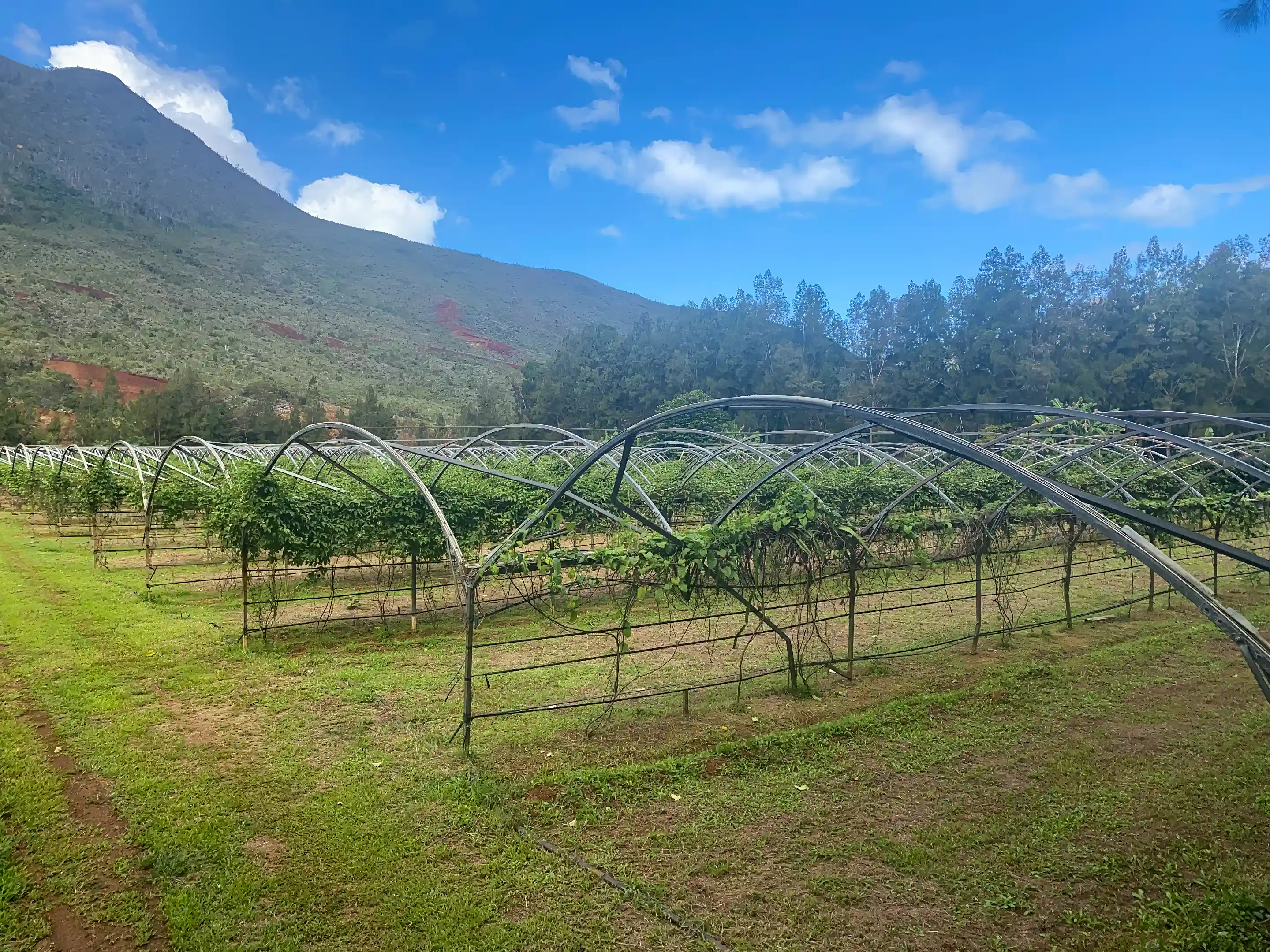 Fruit Farm for Sale in Route De La Montagne Des Sources, Mont-Dore ...