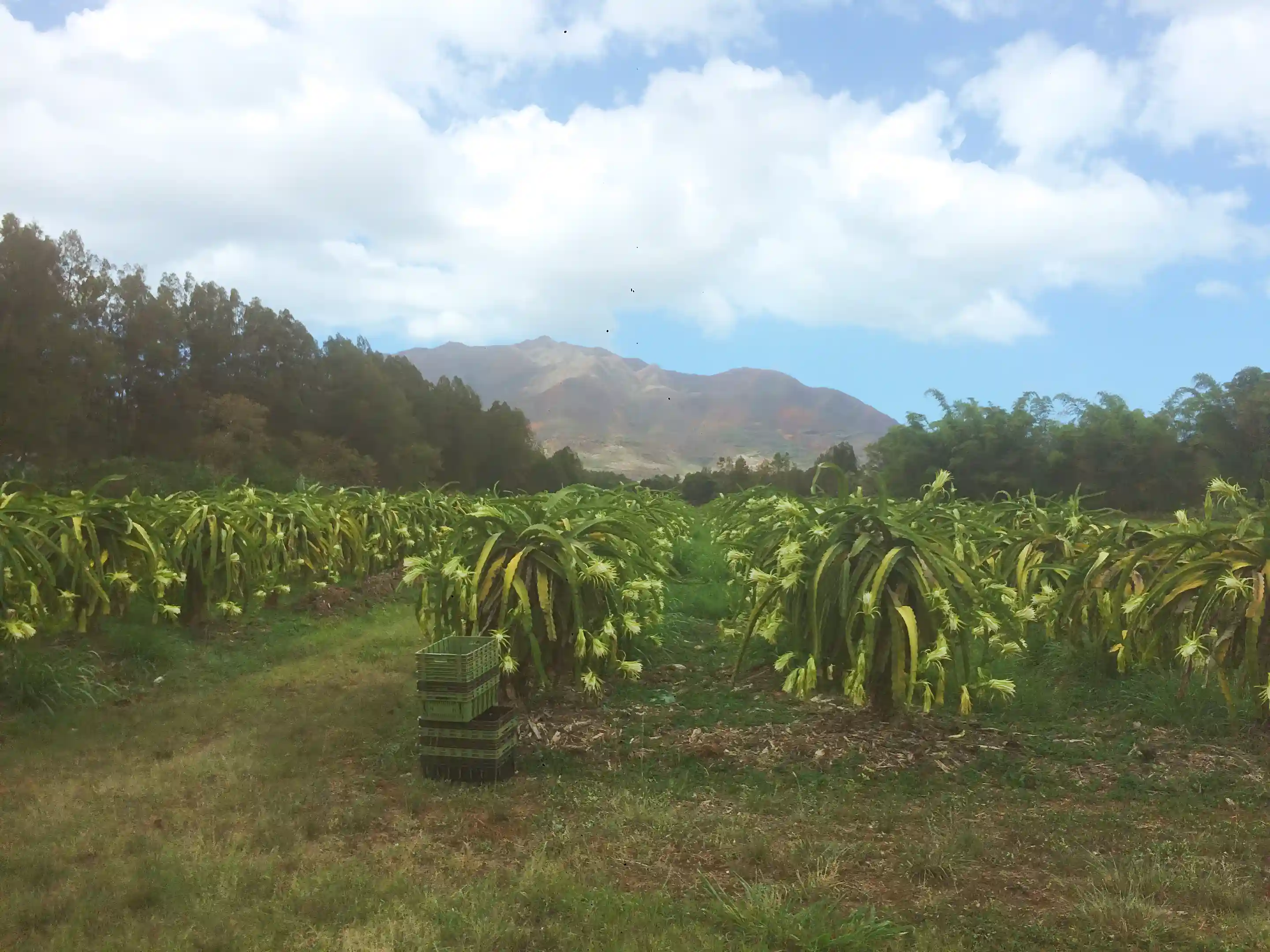 Fruit Farm for Sale in Route De La Montagne Des Sources, Mont-Dore ...