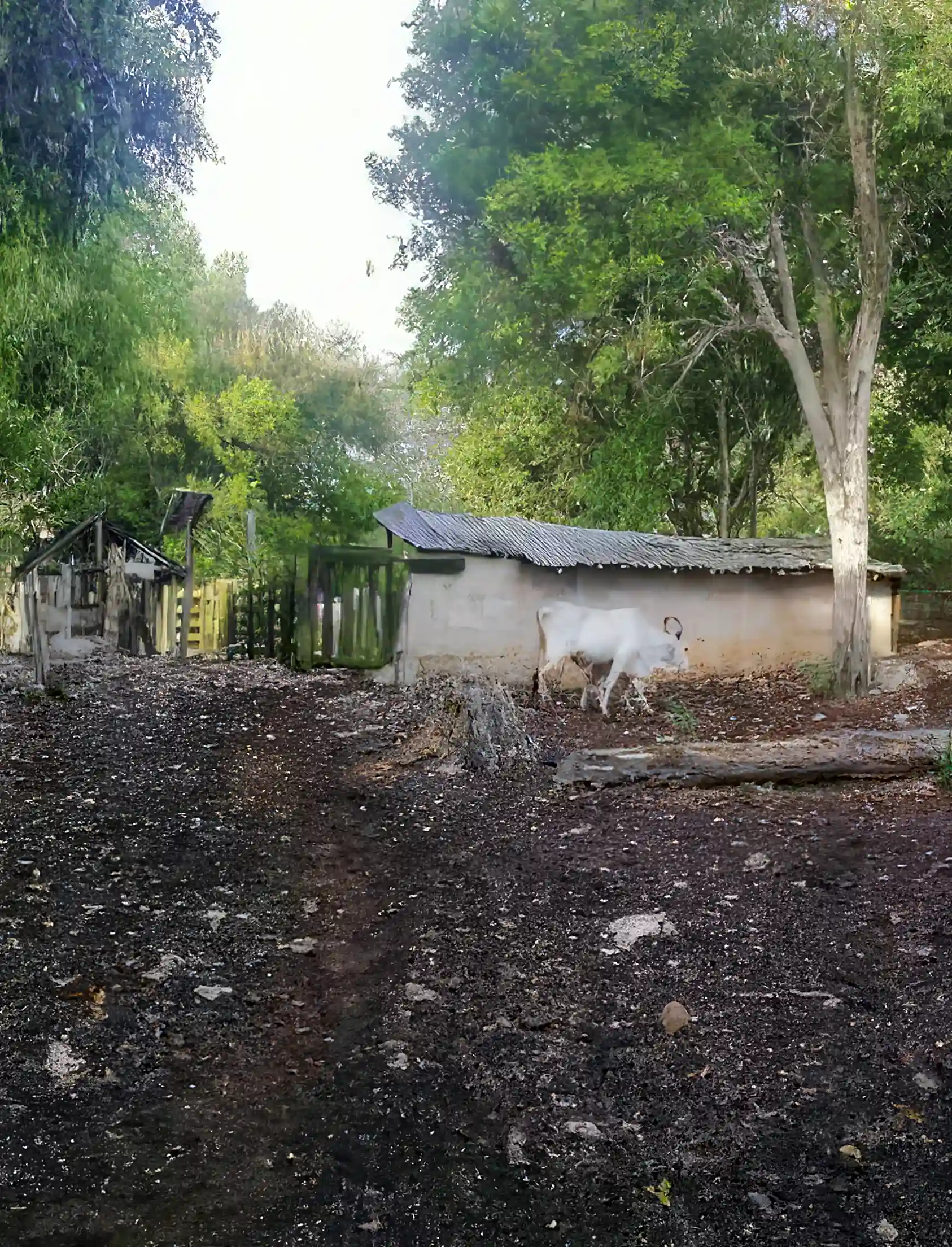 Off-Grid Homestead for Sale in Tekom, Valladolid, Yucatan, Mexico