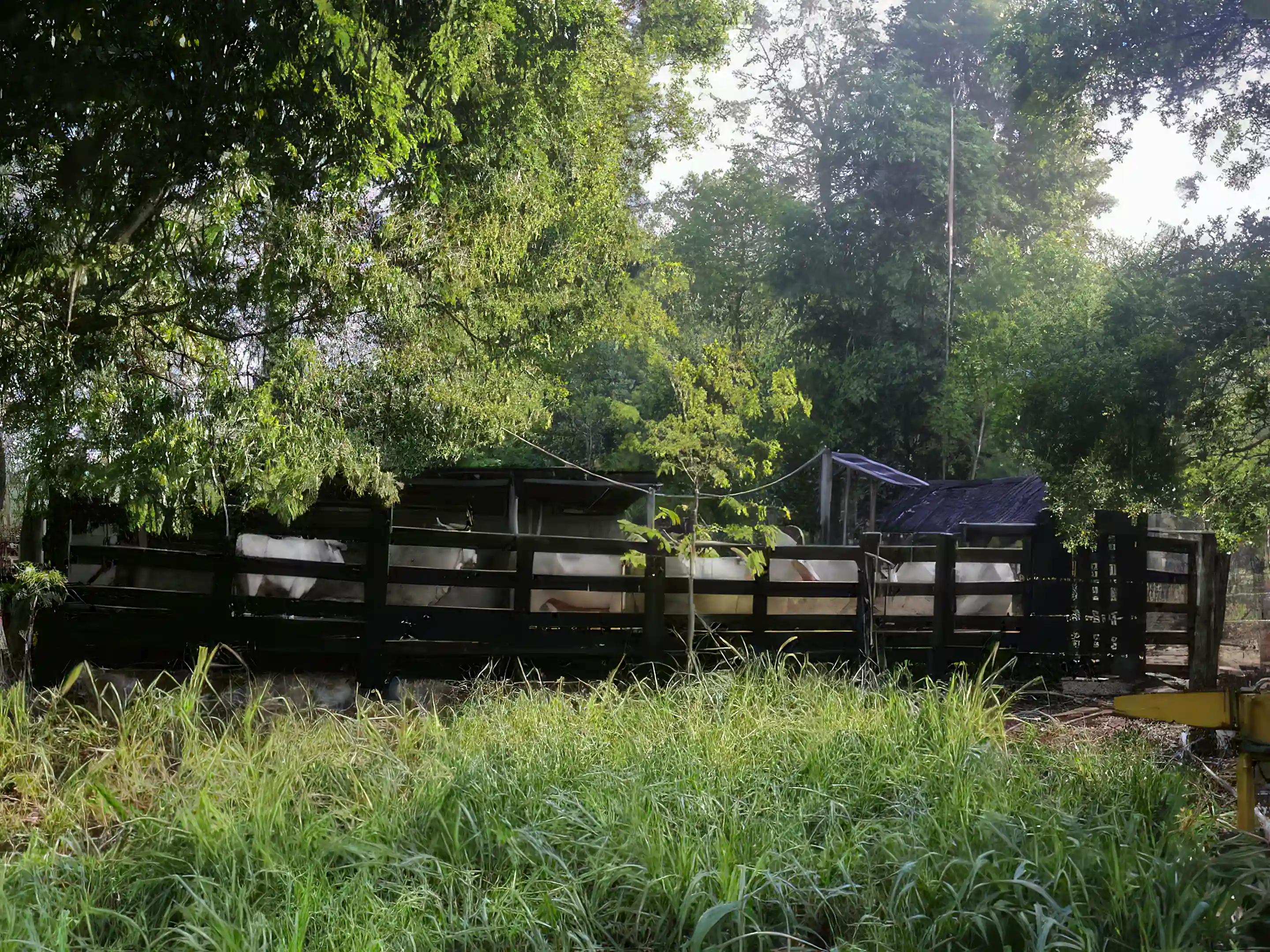 Off-Grid Homestead for Sale in Tekom, Valladolid, Yucatan, Mexico