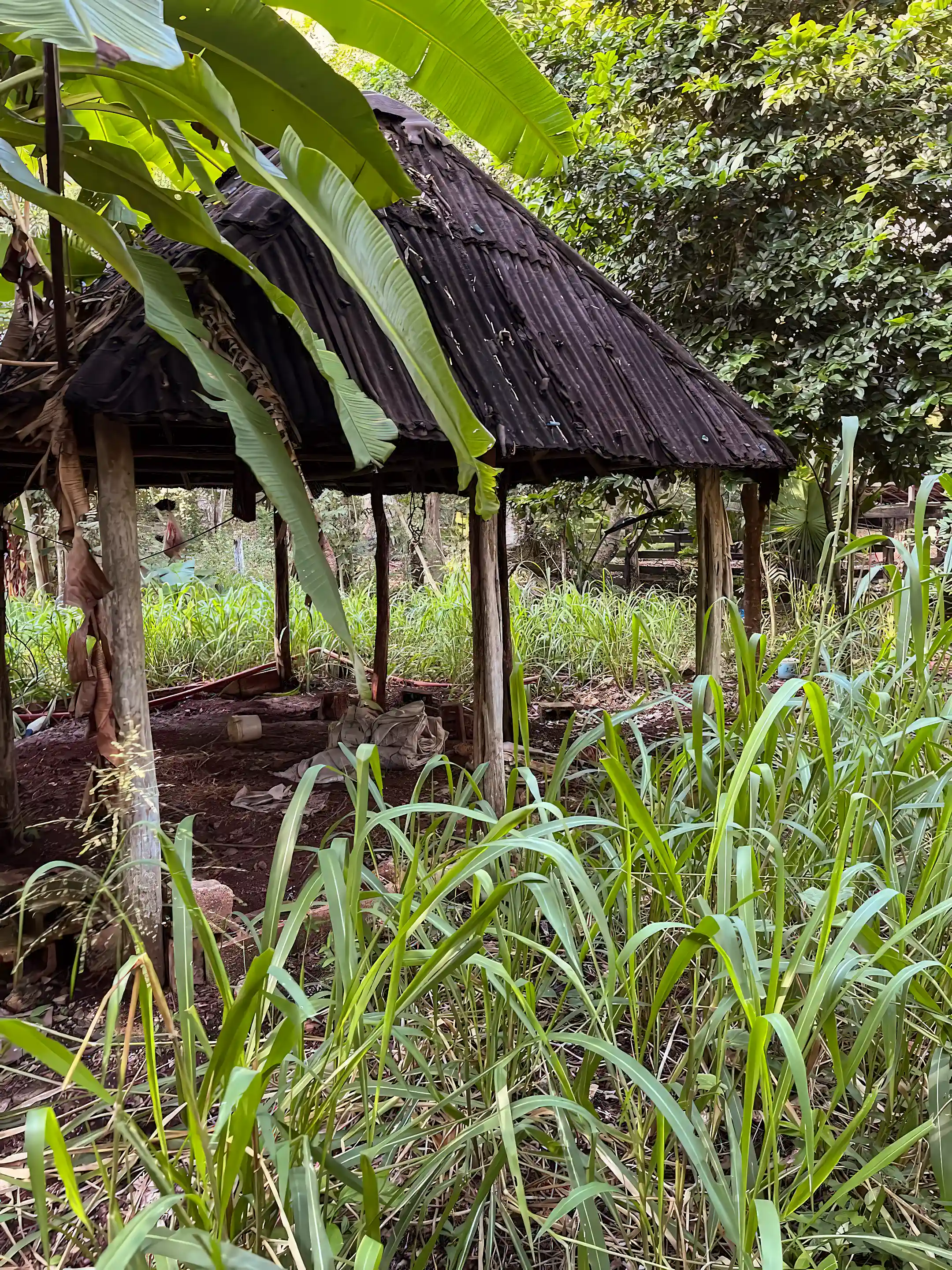 Off-Grid Homestead for Sale in Tekom, Valladolid, Yucatan, Mexico