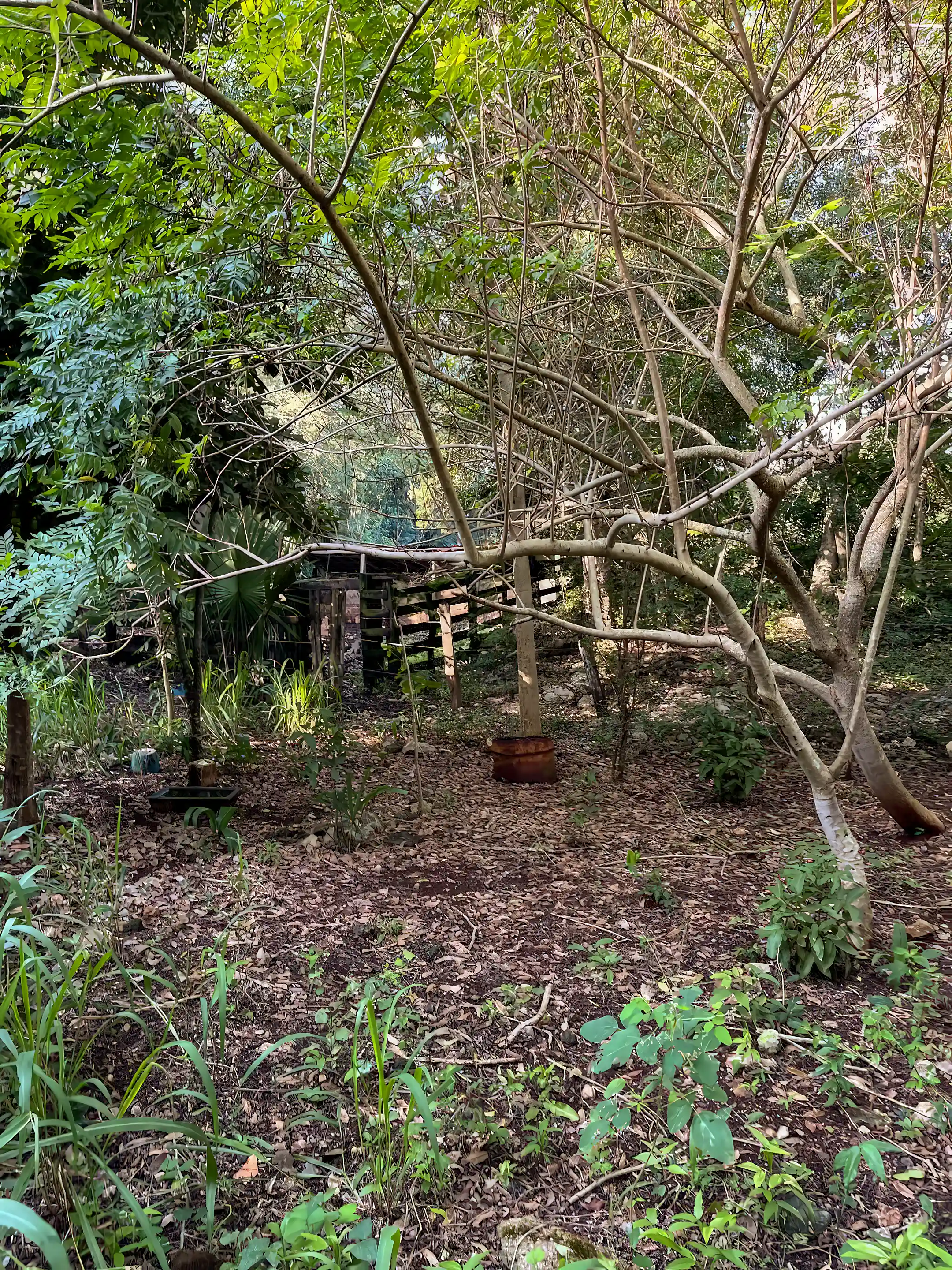 Off-Grid Homestead for Sale in Tekom, Valladolid, Yucatan, Mexico