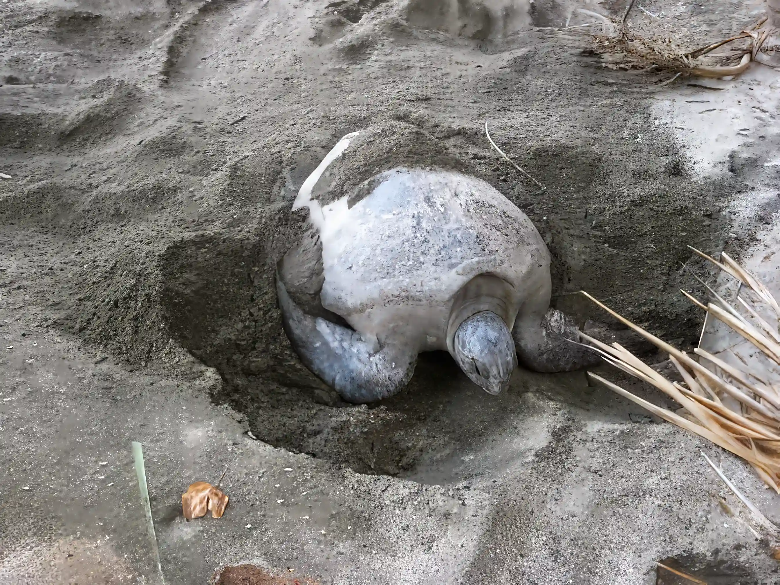 Beach House for Sale in Playa La Barra, Punta Duarte, Quebro, Mariato ...