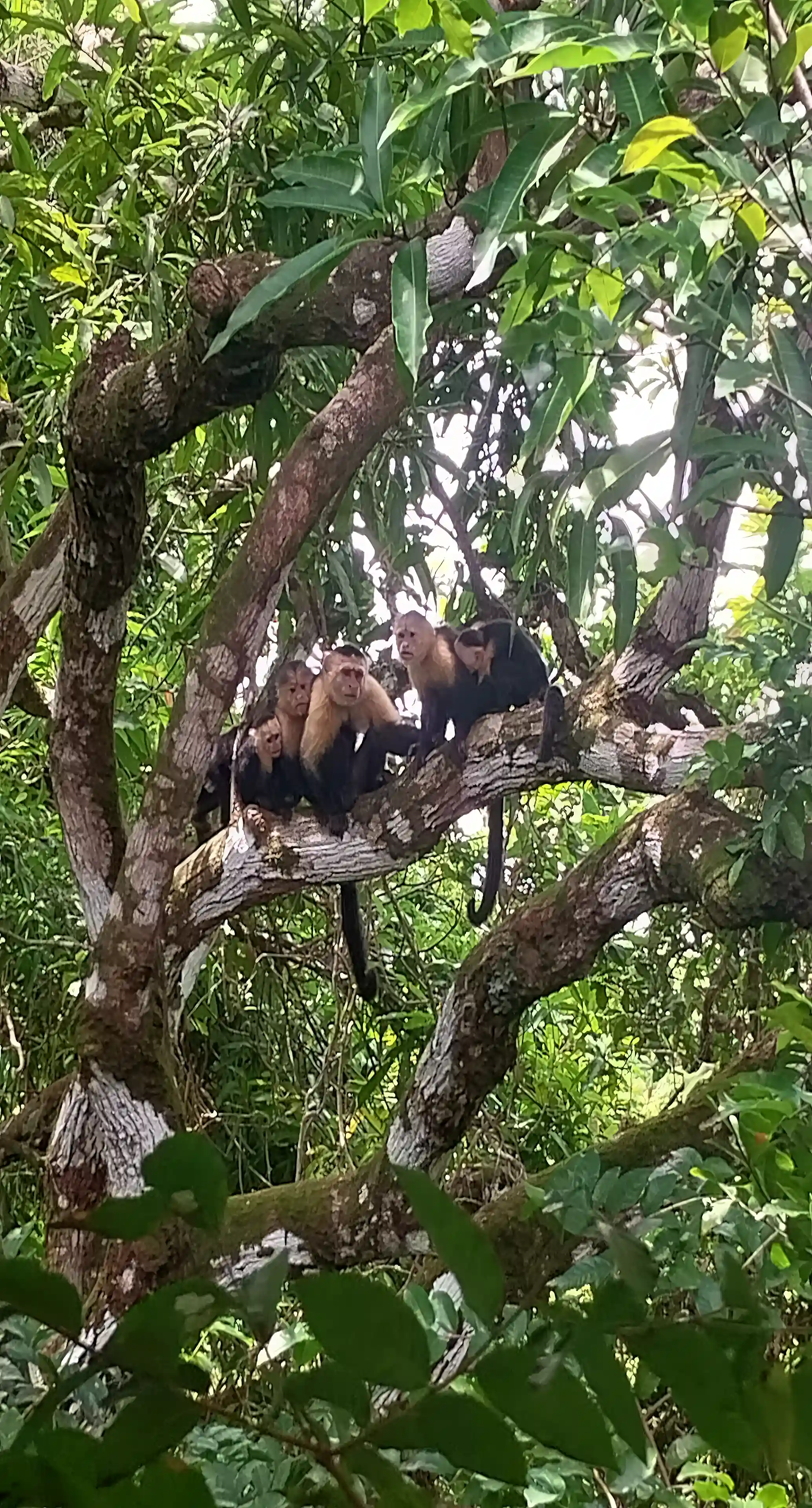 Beach House for Sale in Playa La Barra, Punta Duarte, Quebro, Mariato ...