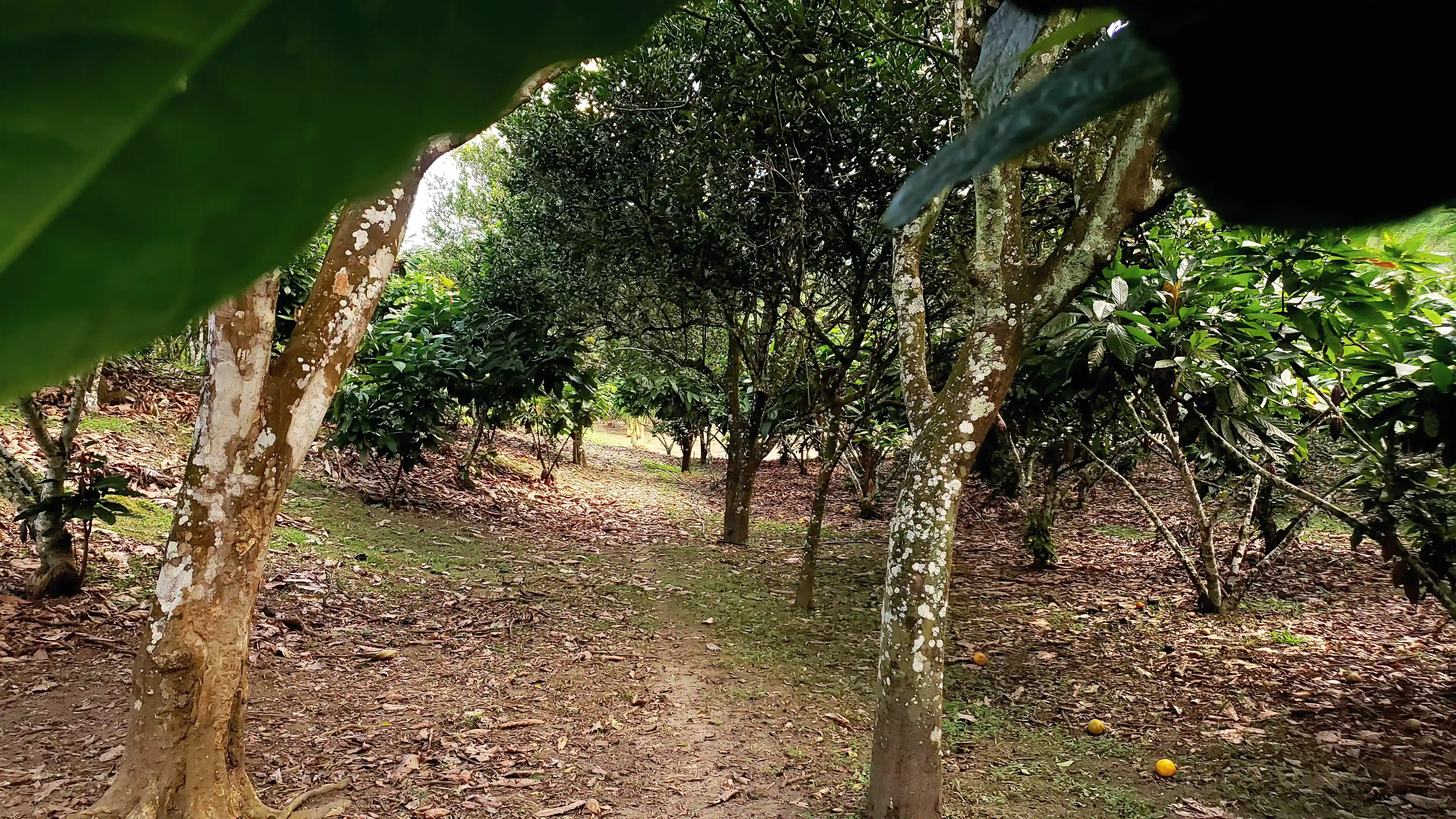 Farm/Ranch for Sale in San Sebastian, Pichincha, Manabi, Ecuador