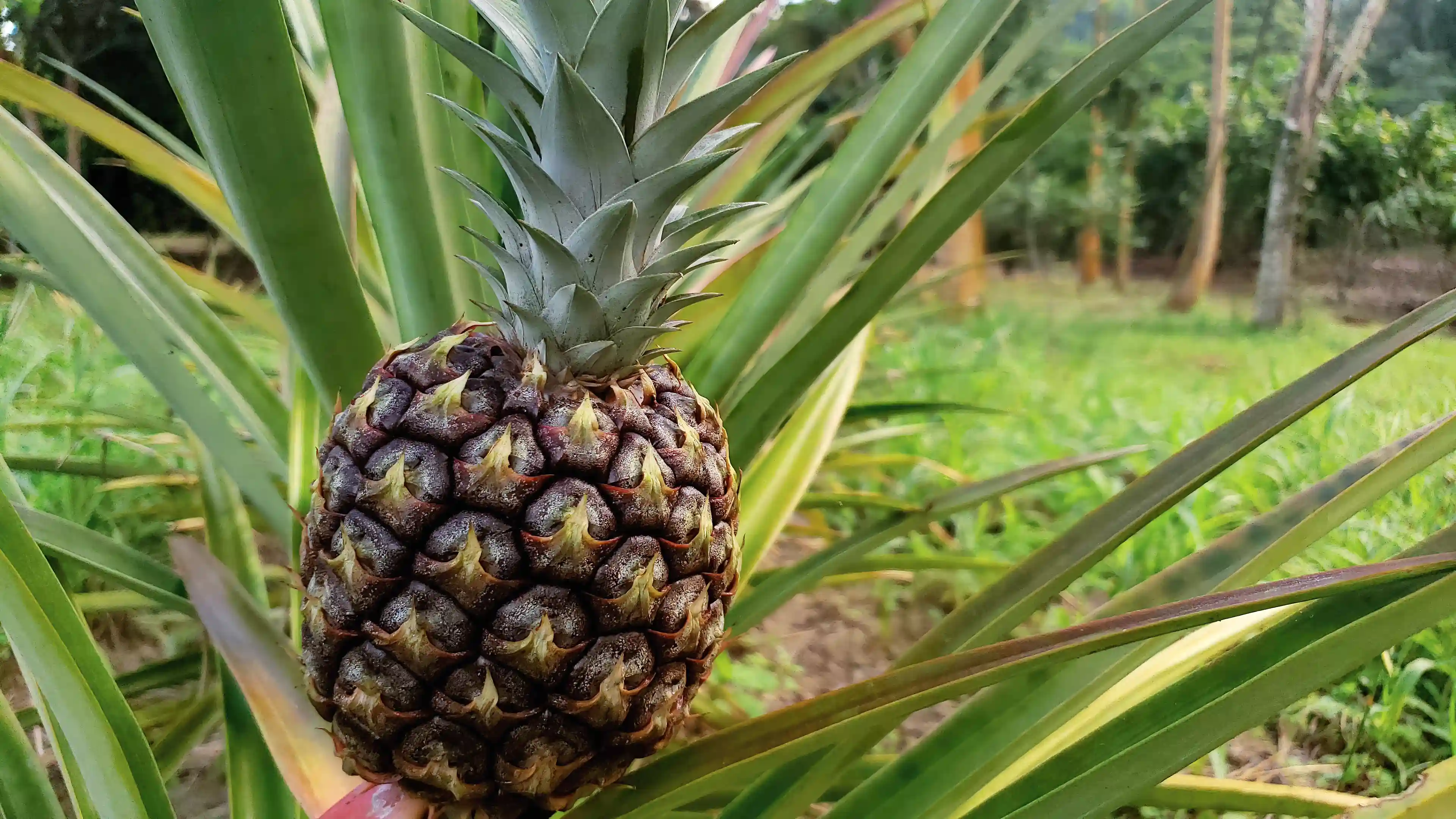 Farm/Ranch for Sale in San Sebastian, Pichincha, Manabi, Ecuador