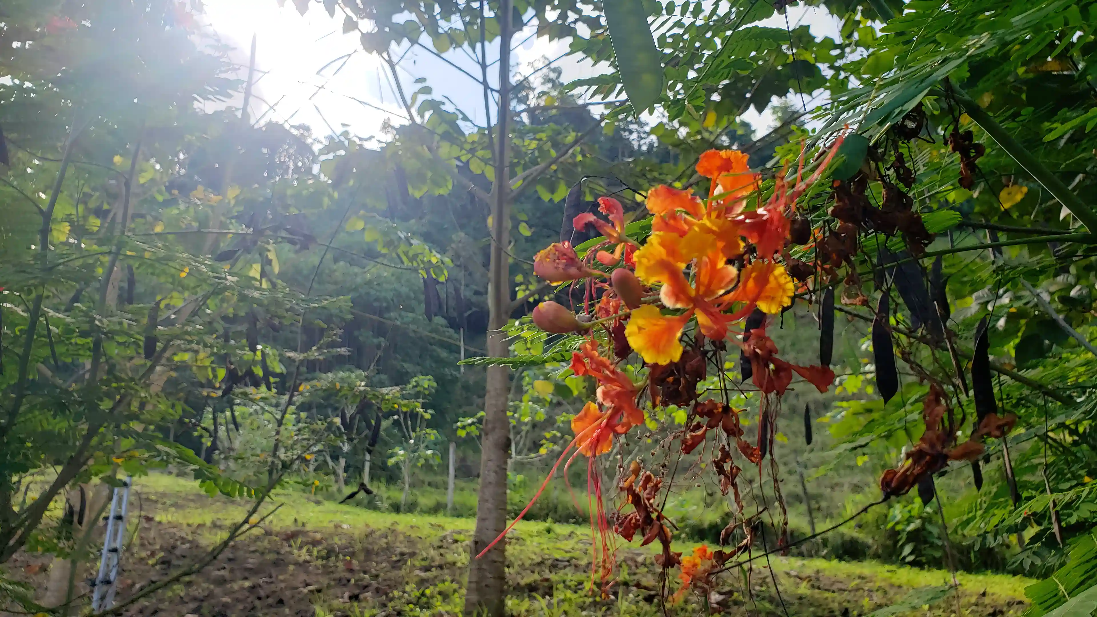 Farm/Ranch for Sale in San Sebastian, Pichincha, Manabi, Ecuador