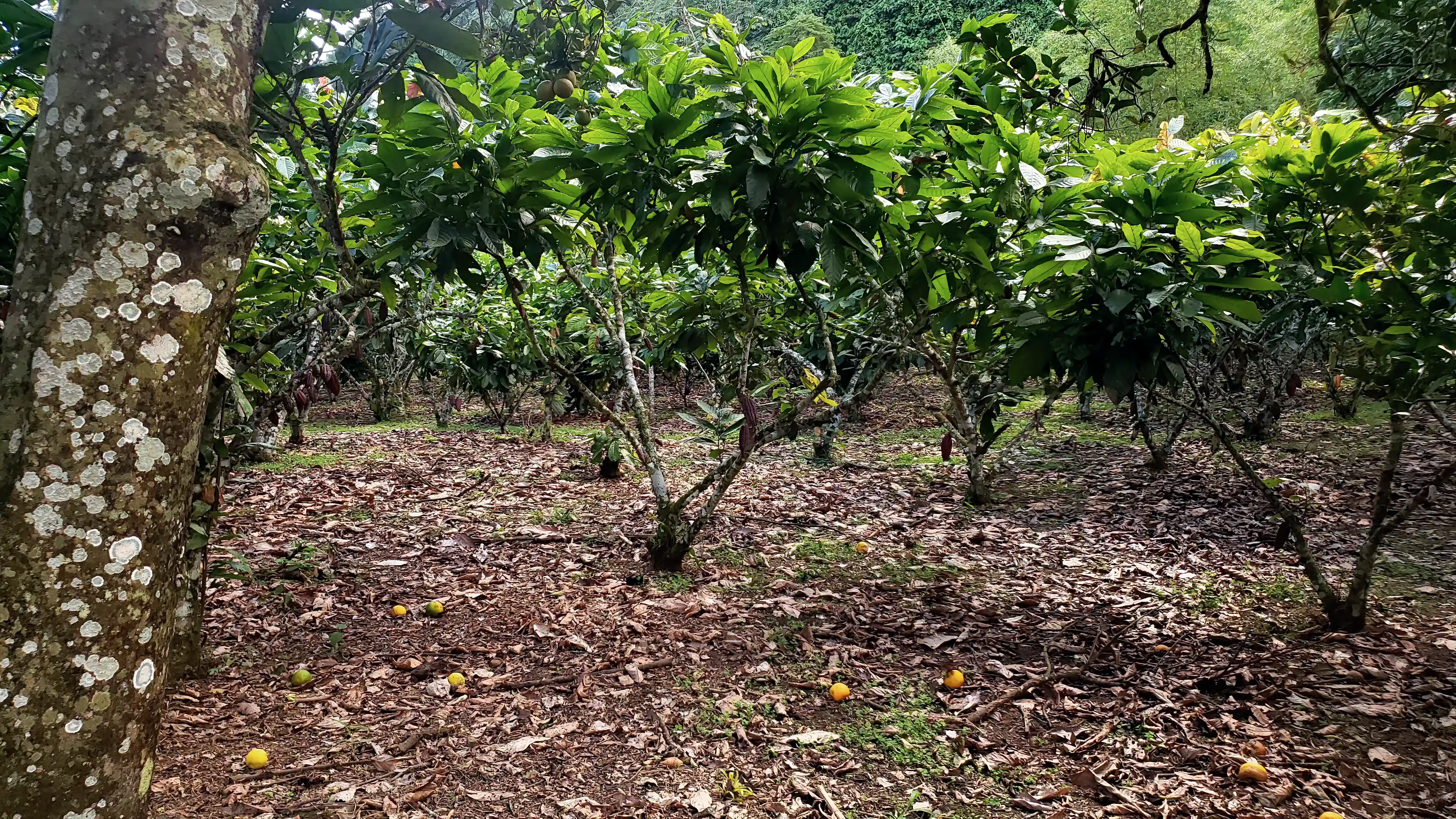 Farm/Ranch for Sale in San Sebastian, Pichincha, Manabi, Ecuador