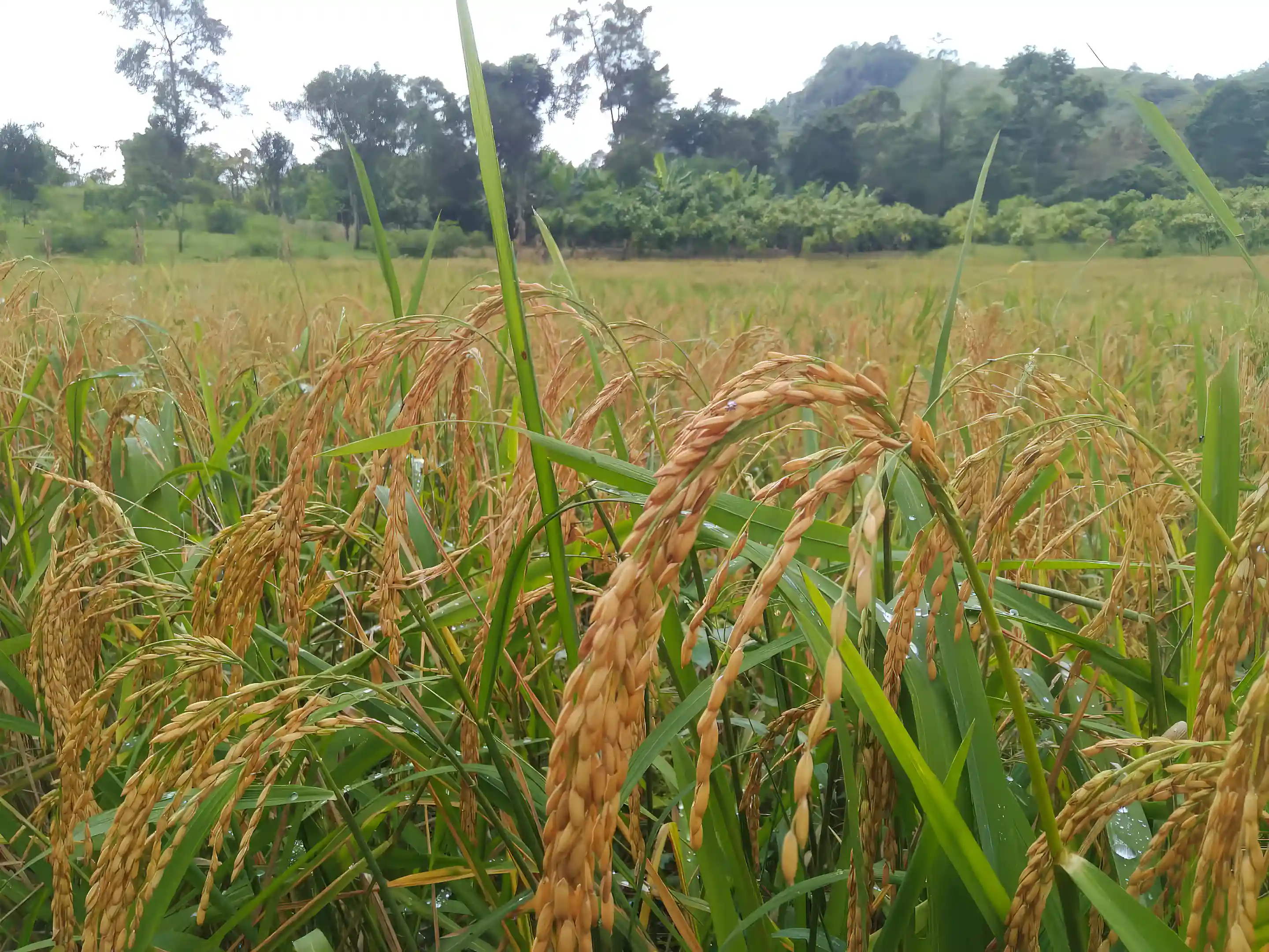 Farm/Ranch for Sale in San Sebastian, Pichincha, Manabi, Ecuador