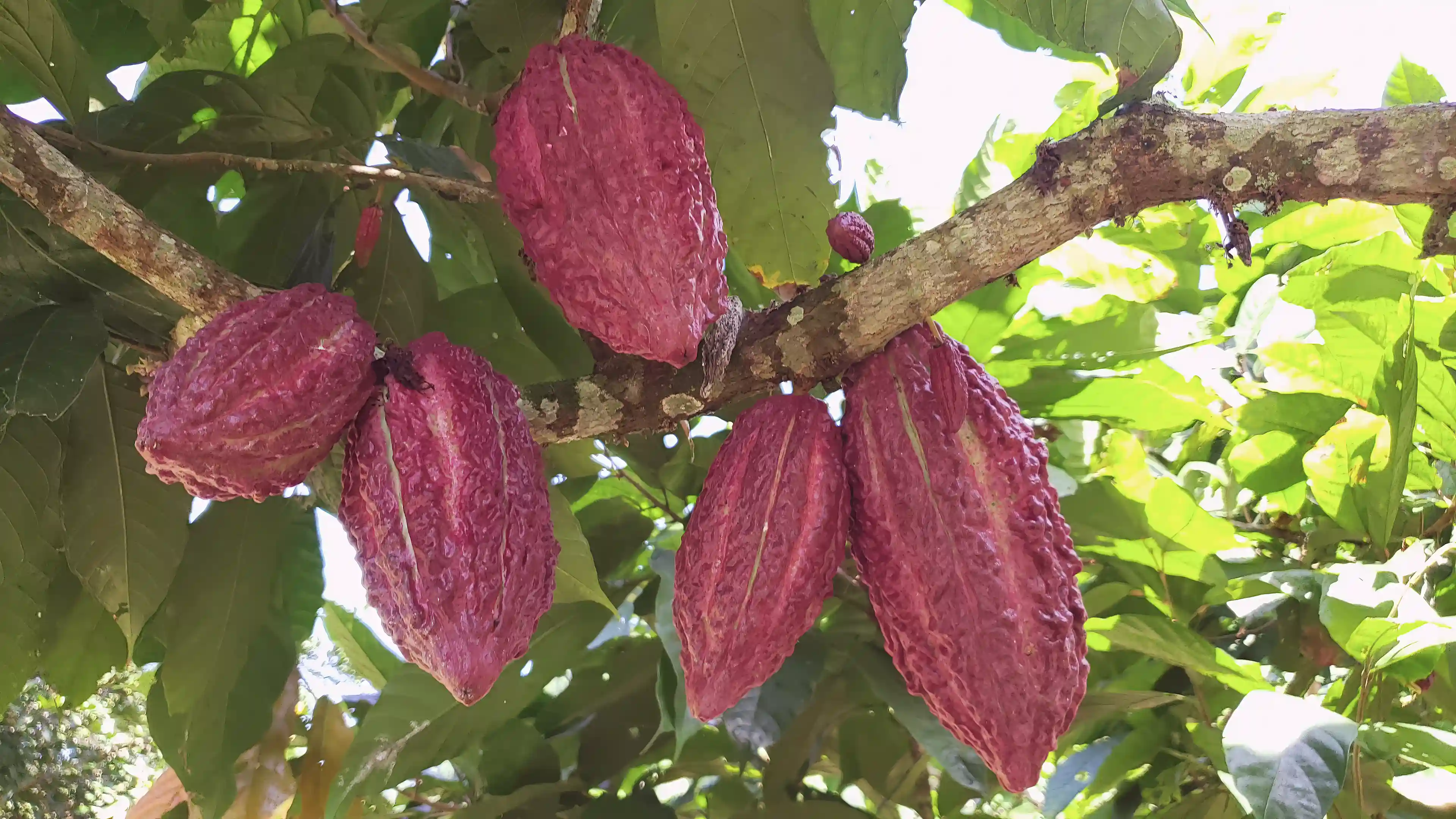 Farm/Ranch for Sale in San Sebastian, Pichincha, Manabi, Ecuador