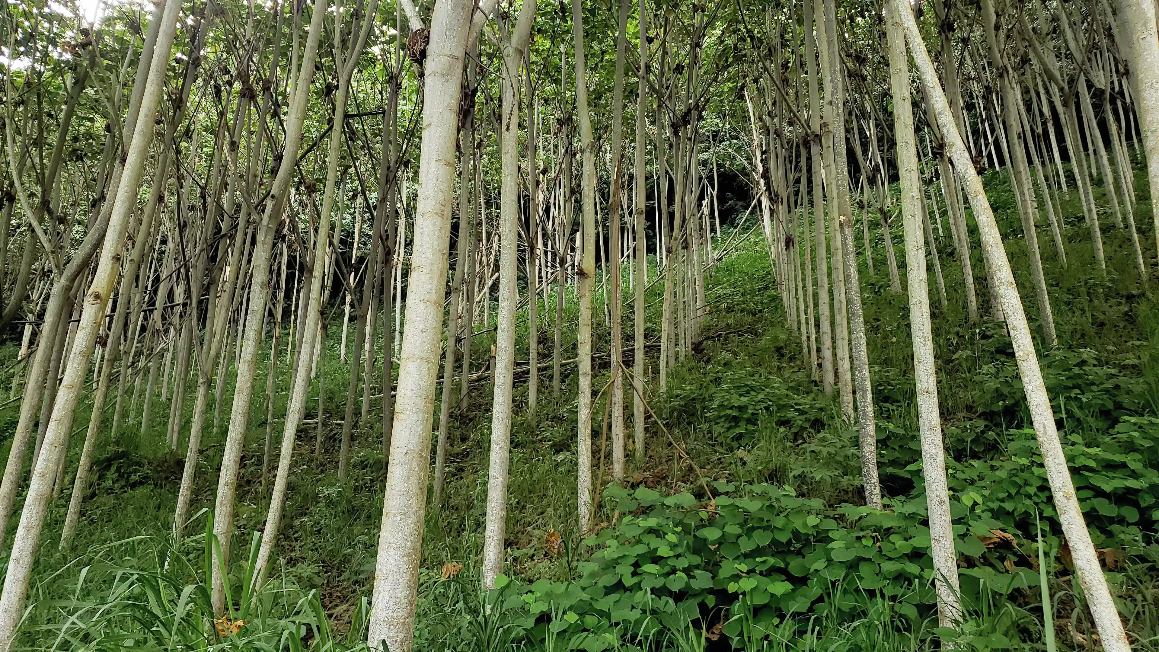 Farm/Ranch for Sale in San Sebastian, Pichincha, Manabi, Ecuador