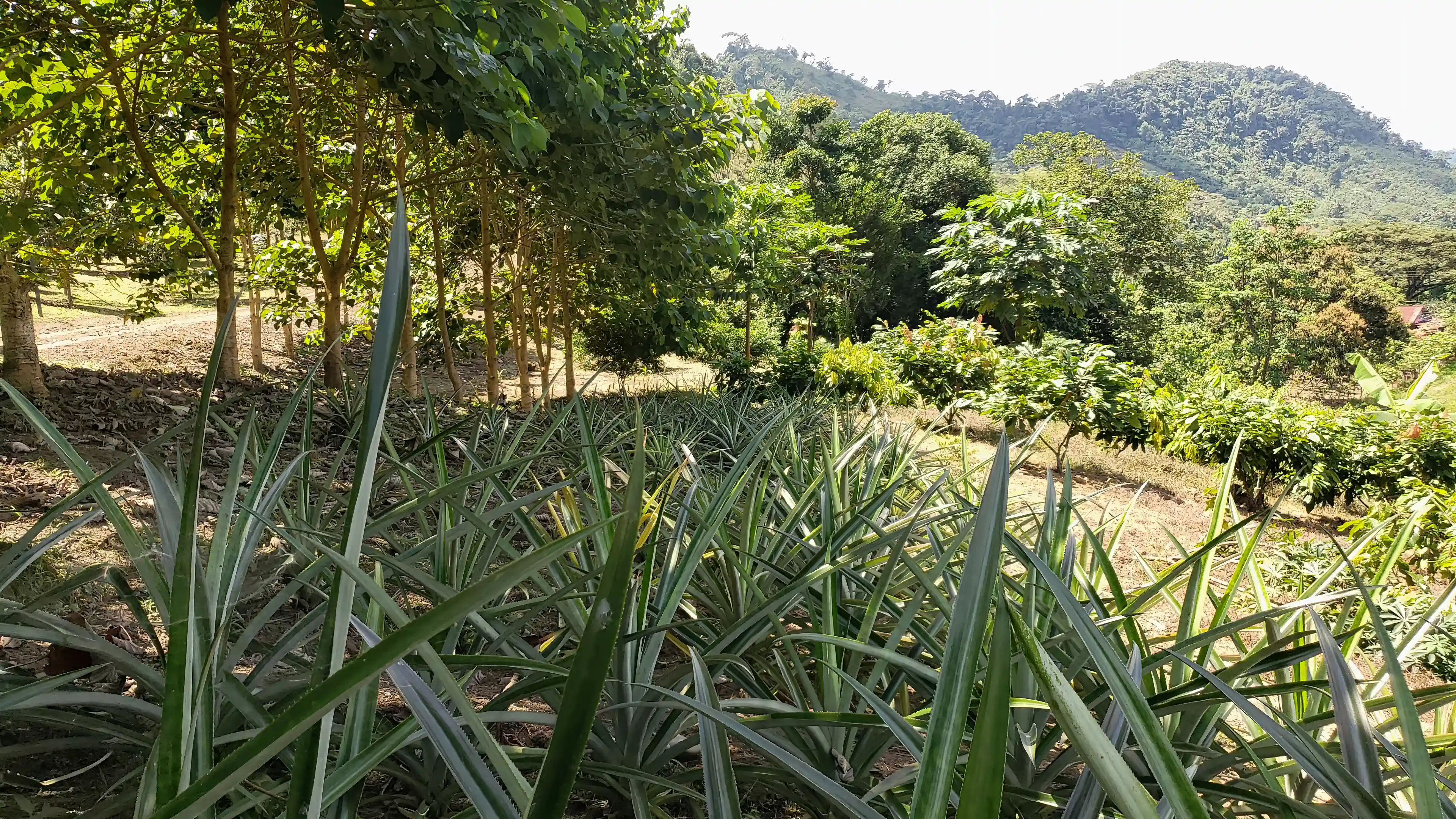 Farm/Ranch for Sale in San Sebastian, Pichincha, Manabi, Ecuador