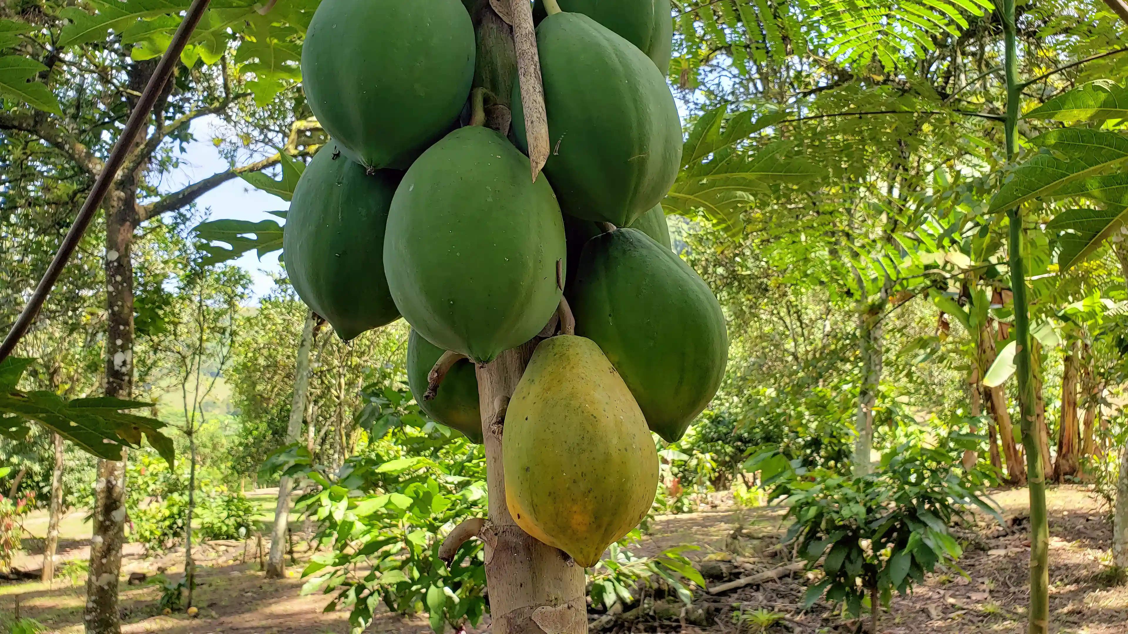 Farm/Ranch for Sale in San Sebastian, Pichincha, Manabi, Ecuador